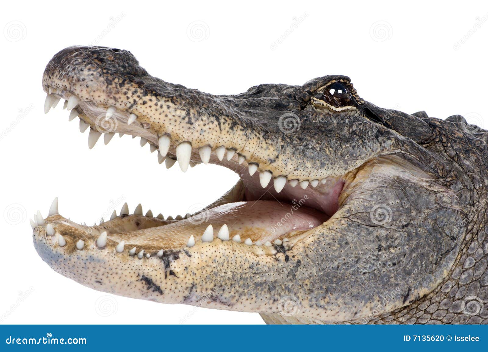 Jacaré americano (30 anos) foto de stock. Imagem de osso - 7135620