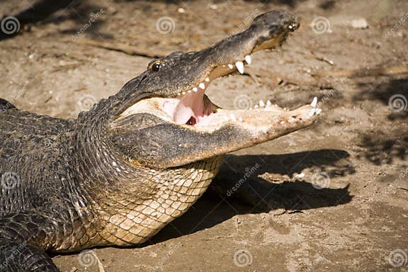 Jacaré americano imagem de stock. Imagem de americano - 4999193