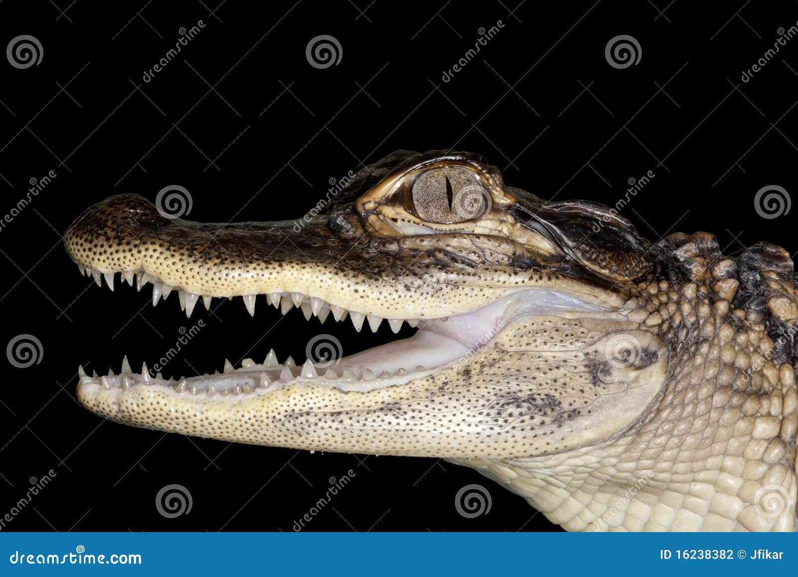 Jacaré americano do bebê foto de stock. Imagem de perigoso - 16238382