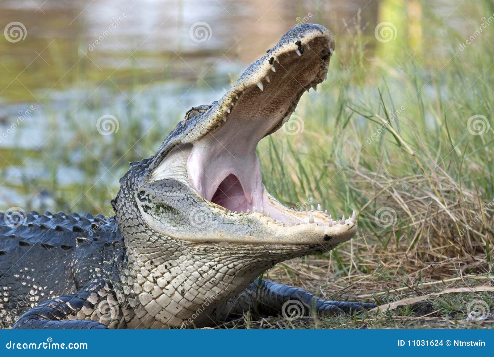 Jacaré americano II foto de stock. Imagem de ninguém - 11031624