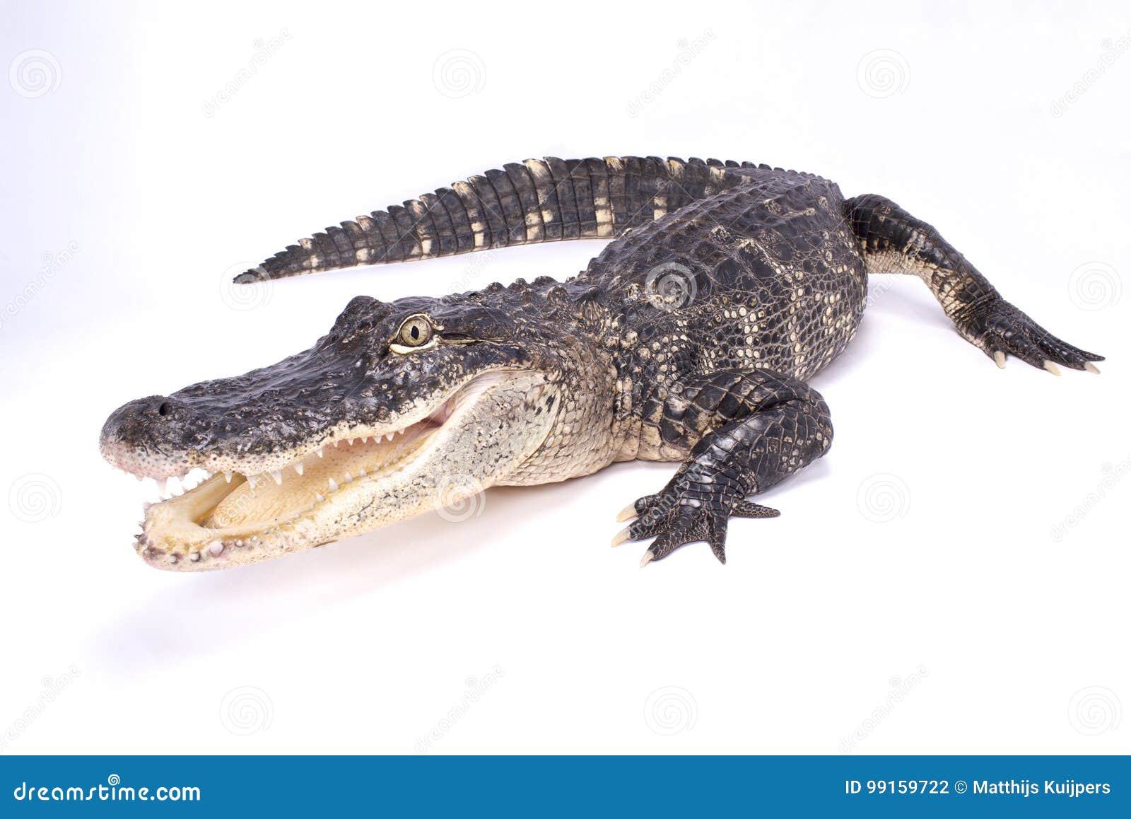 Jacaré Americano, Mississippiensis Do Jacaré Foto de Stock - Imagem de ...