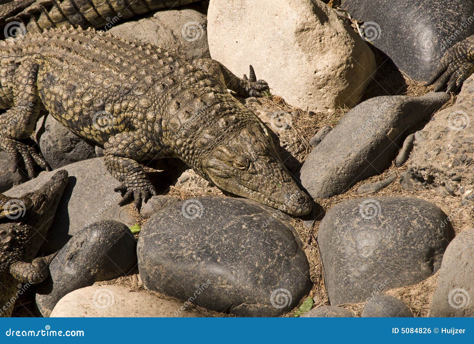 Jacaré (jacaré Mississippiensis) Foto de Stock - Imagem de crocodilo ...