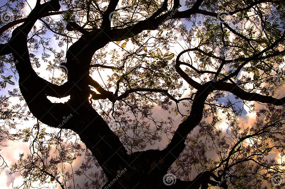 Jacaranda stock photo. Image of pretty, spring, stately - 259184