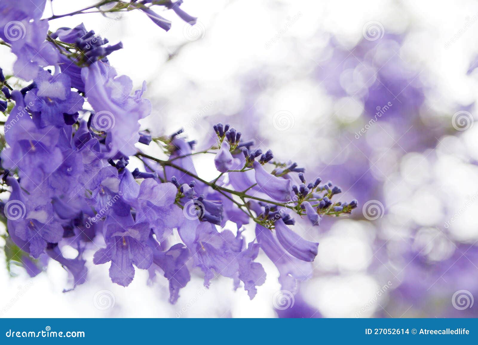 Jacaranda stock photo. Image of purple, jacaranda, blue - 27052614