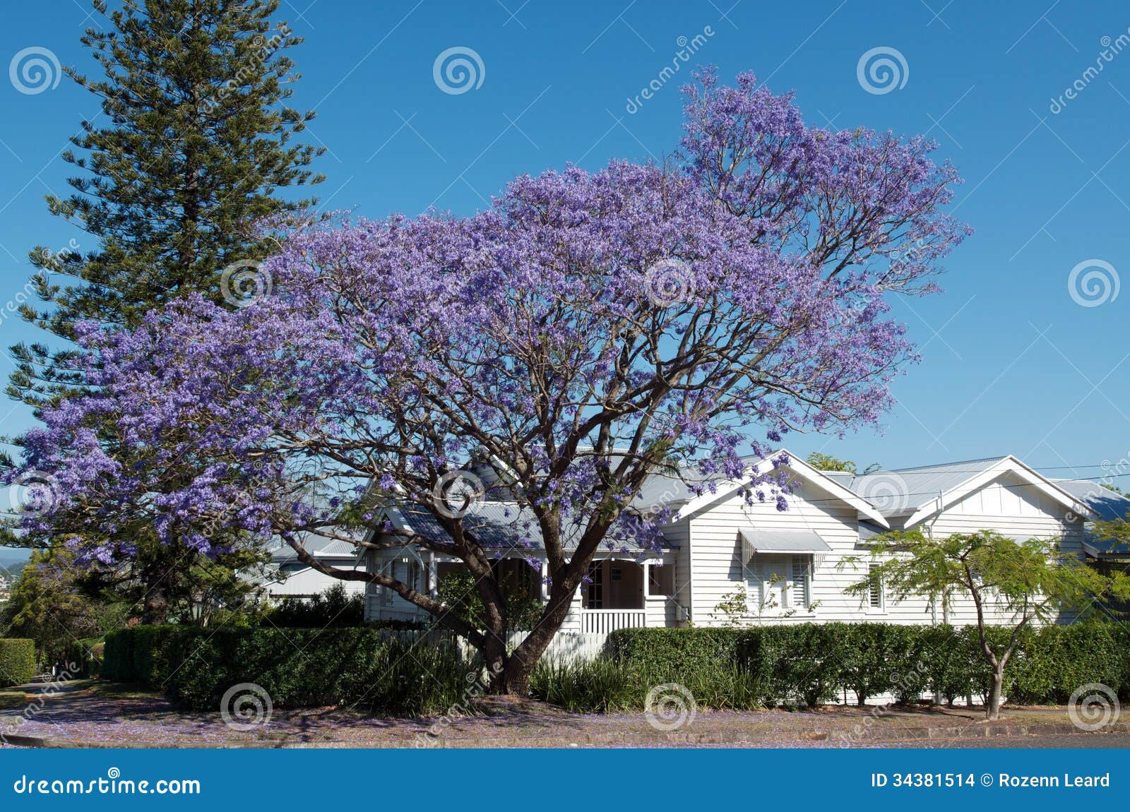 Jacaranda foto de archivo. Imagen de blanco, queensland - 34381514