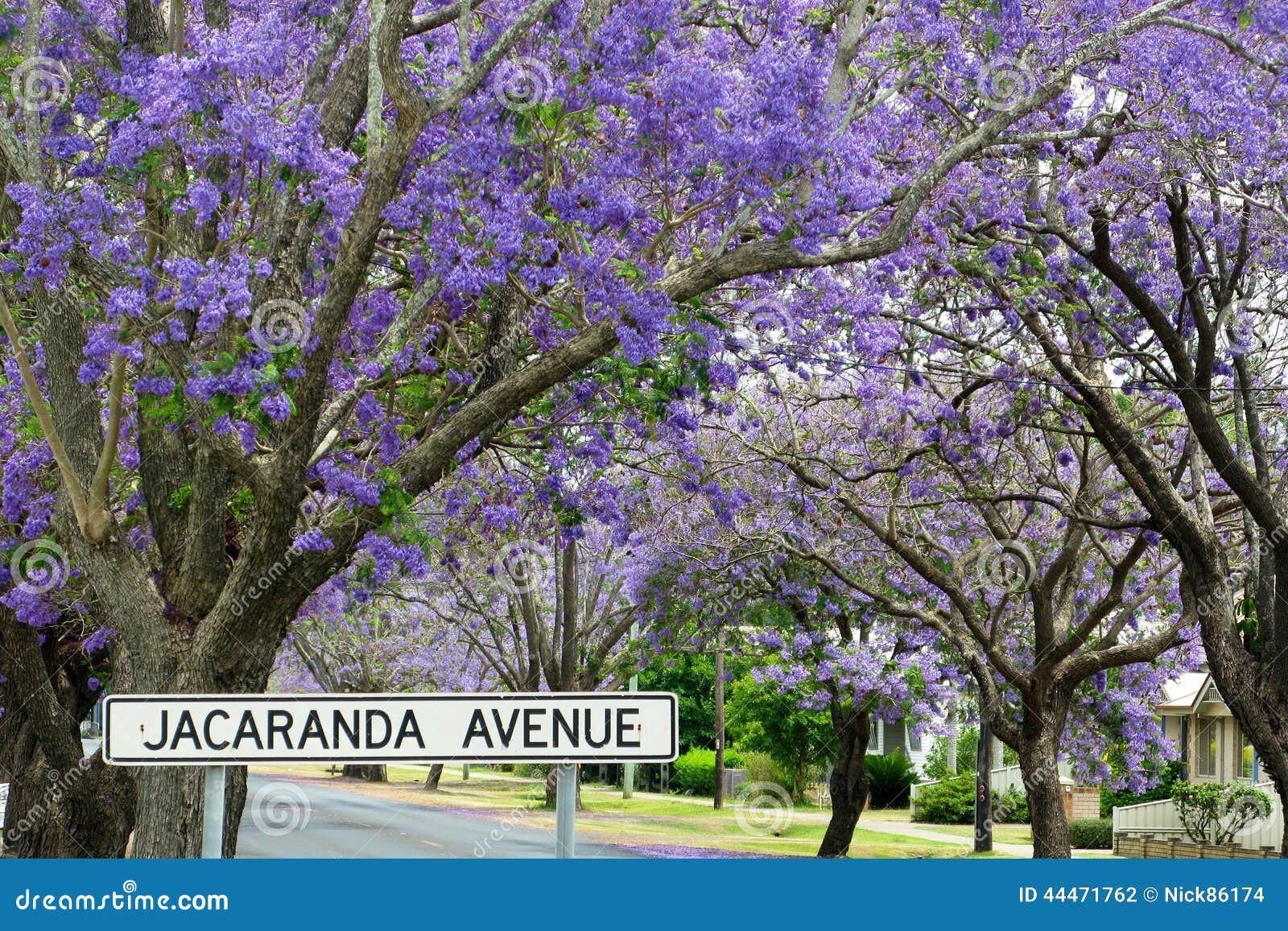 Jacaranda Avenue stock photo. Image of street, tropical - 44471762