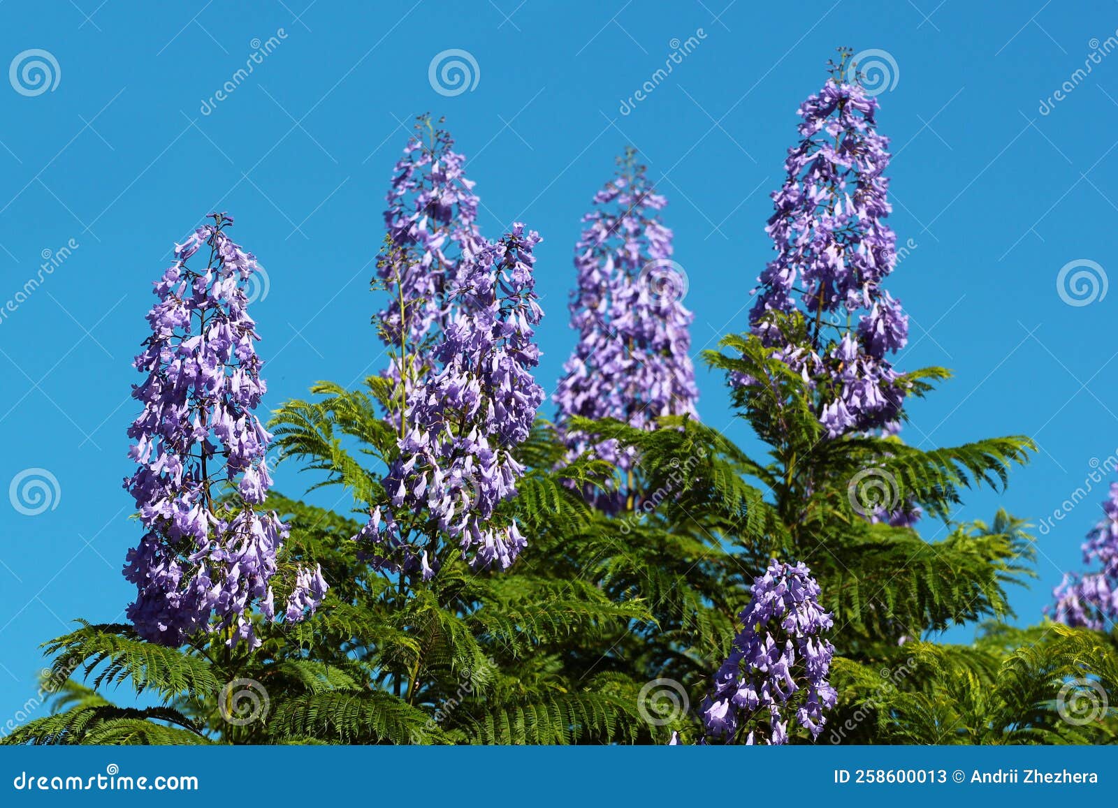 Jacaranda Azul En Flor Jacaranda Mimosifolia Imagen de archivo - Imagen ...