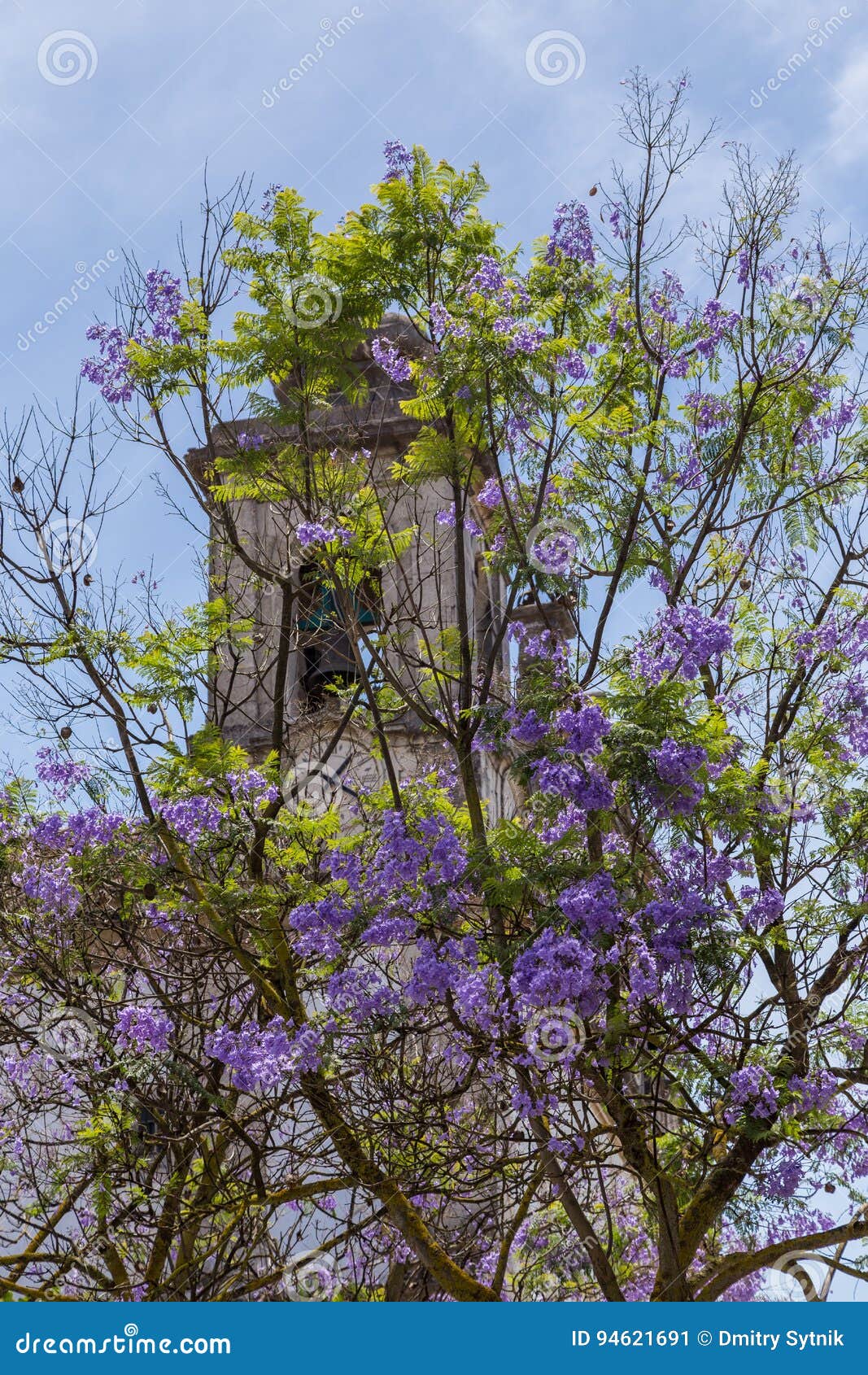 Jacaranda on Background a Building Stock Image - Image of blue, urban ...