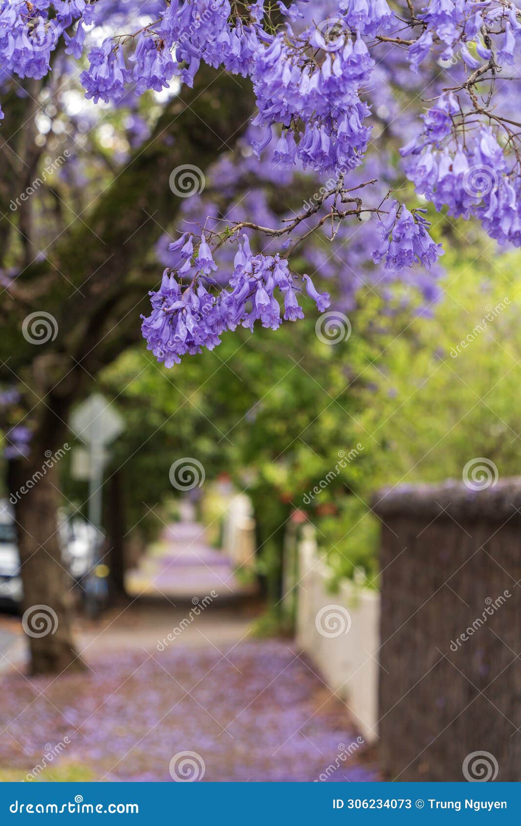 Jacaranda Bloom in Adelaide Stock Image - Image of botany, botanical ...