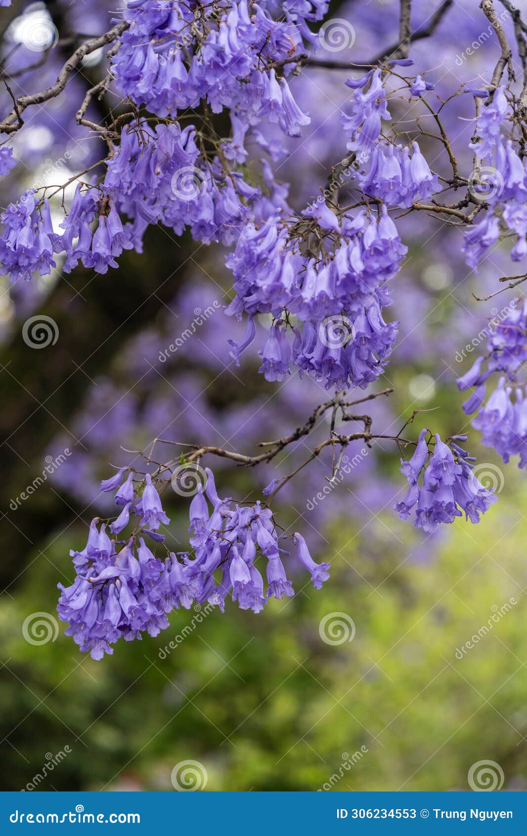 Jacaranda Bloom in Adelaide Stock Image - Image of road, spring: 306234553