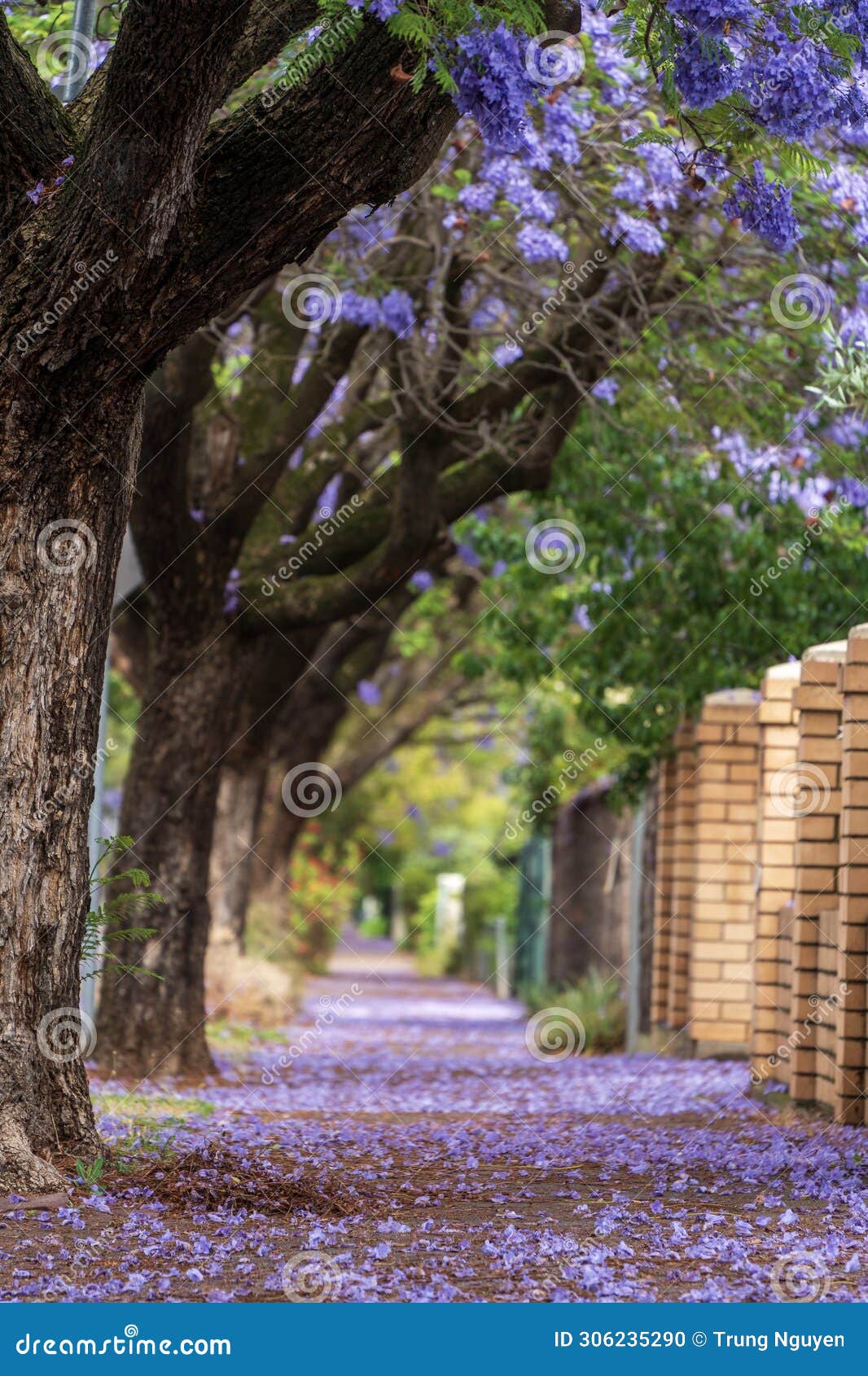 Jacaranda Bloom in Adelaide Stock Photo - Image of floral, beautiful ...