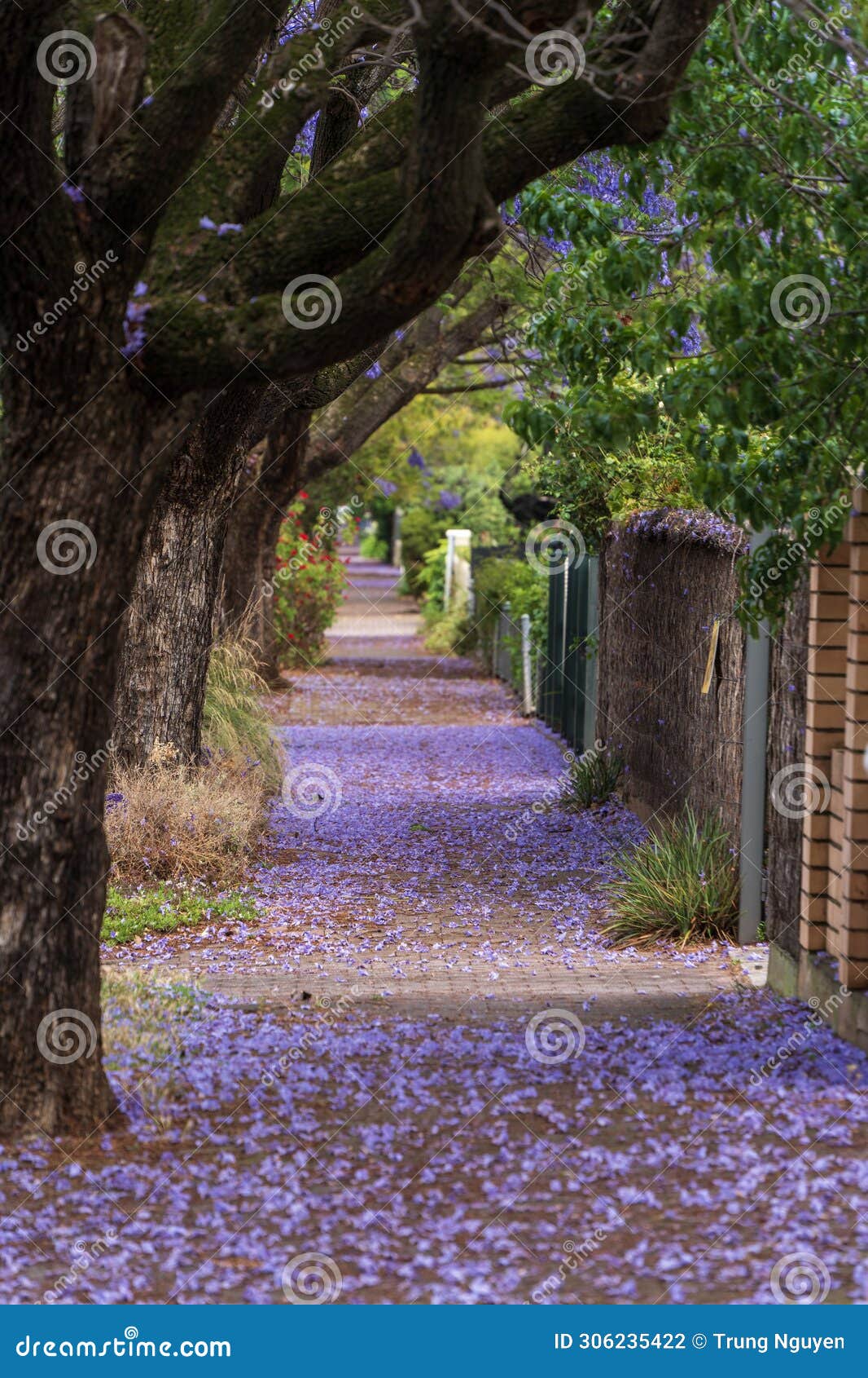 Jacaranda Bloom in Adelaide Stock Photo - Image of beauty, botanical ...