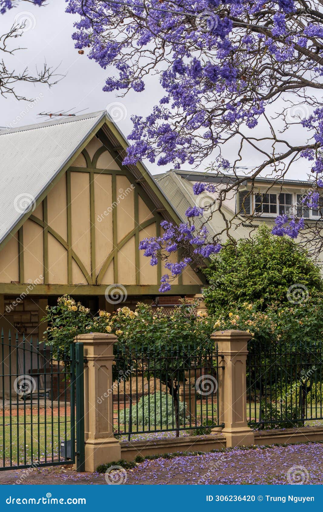 Jacaranda Bloom in Adelaide Stock Photo - Image of blooming, jacaranda ...