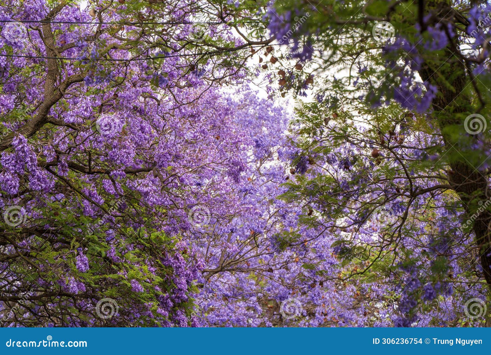 Jacaranda Bloom in Adelaide Stock Photo - Image of spring, purple ...