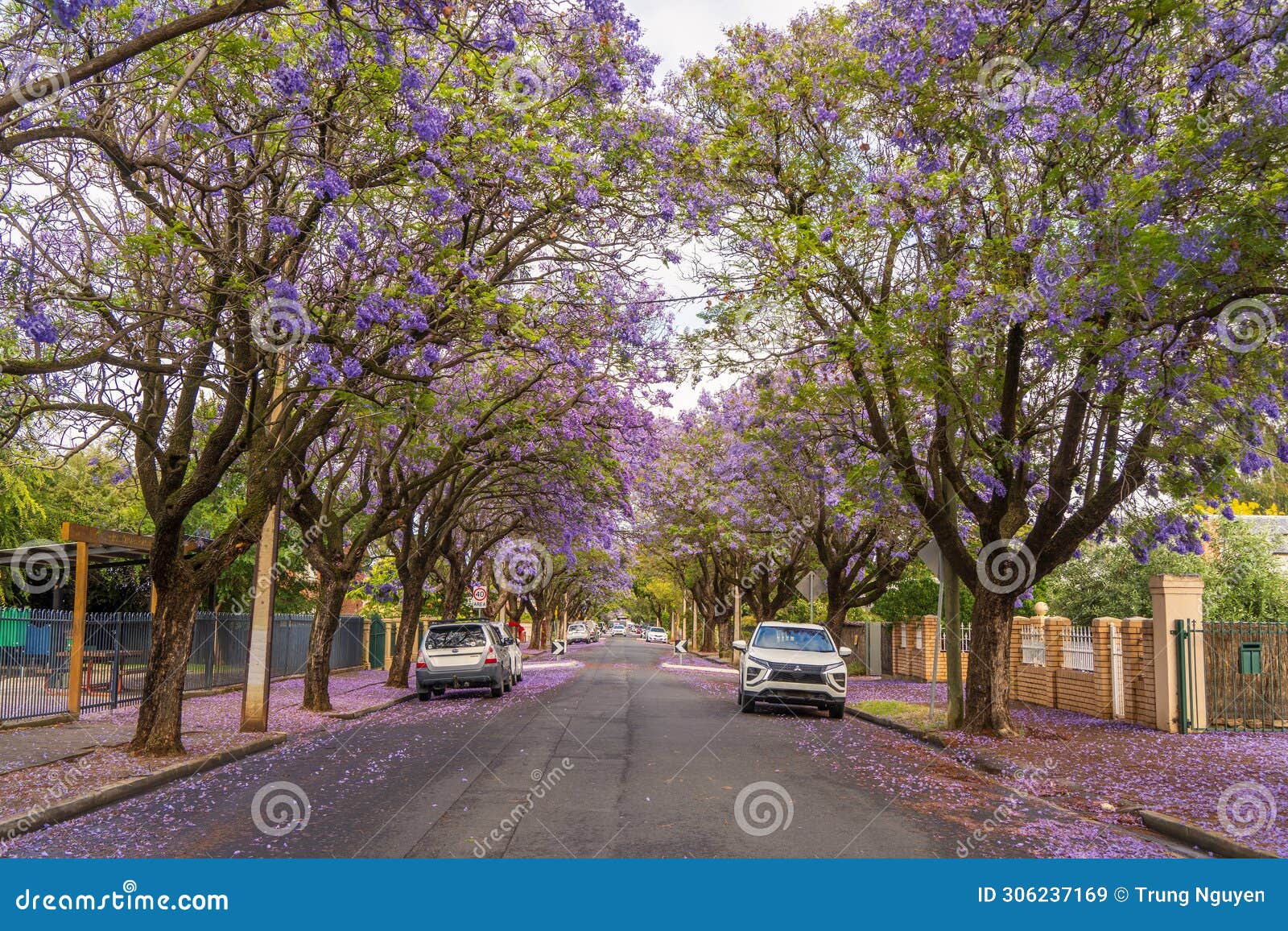 Jacaranda Bloom in Adelaide Stock Image - Image of spring, botanical ...