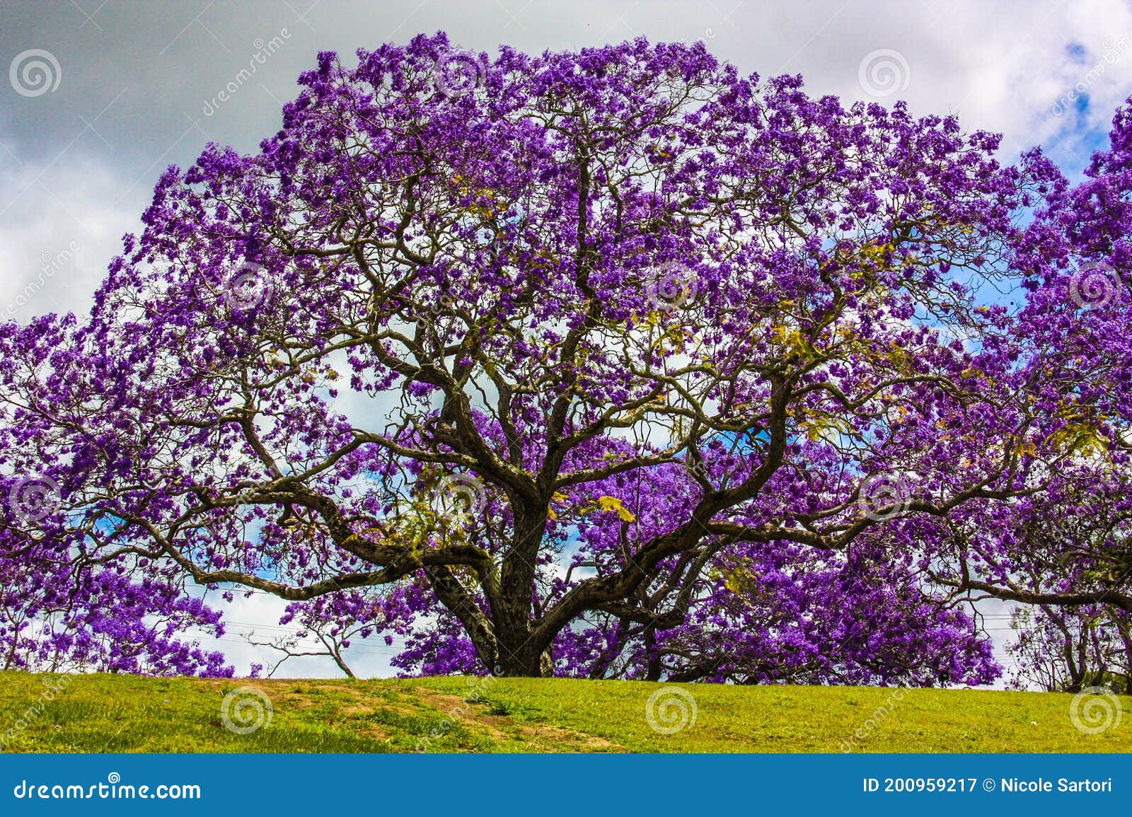 Jacaranda Bloom Royalty-Free Stock Image | CartoonDealer.com #128848276