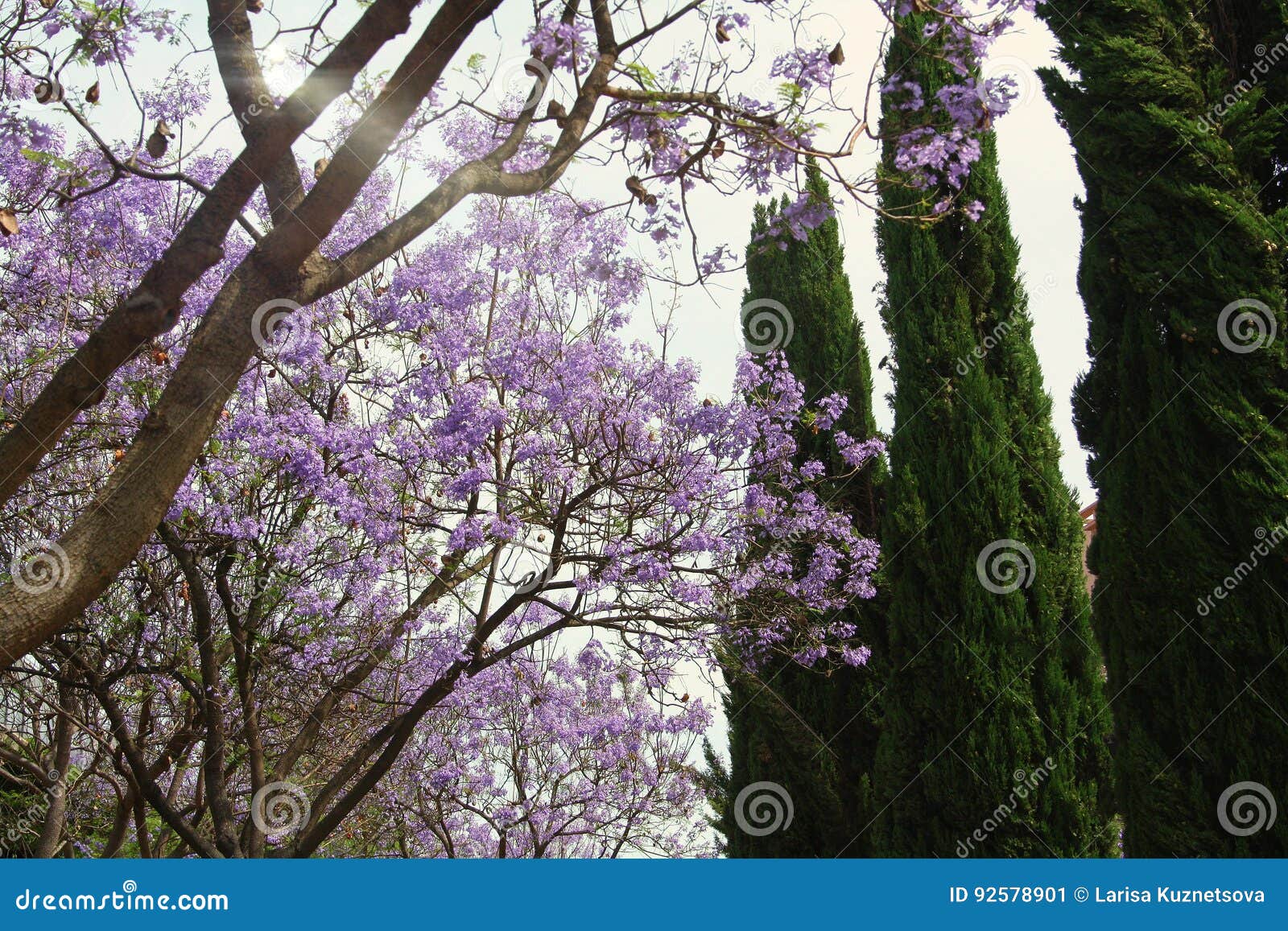 Jacaranda stock image. Image of purple, beautiful, fresh - 92578901