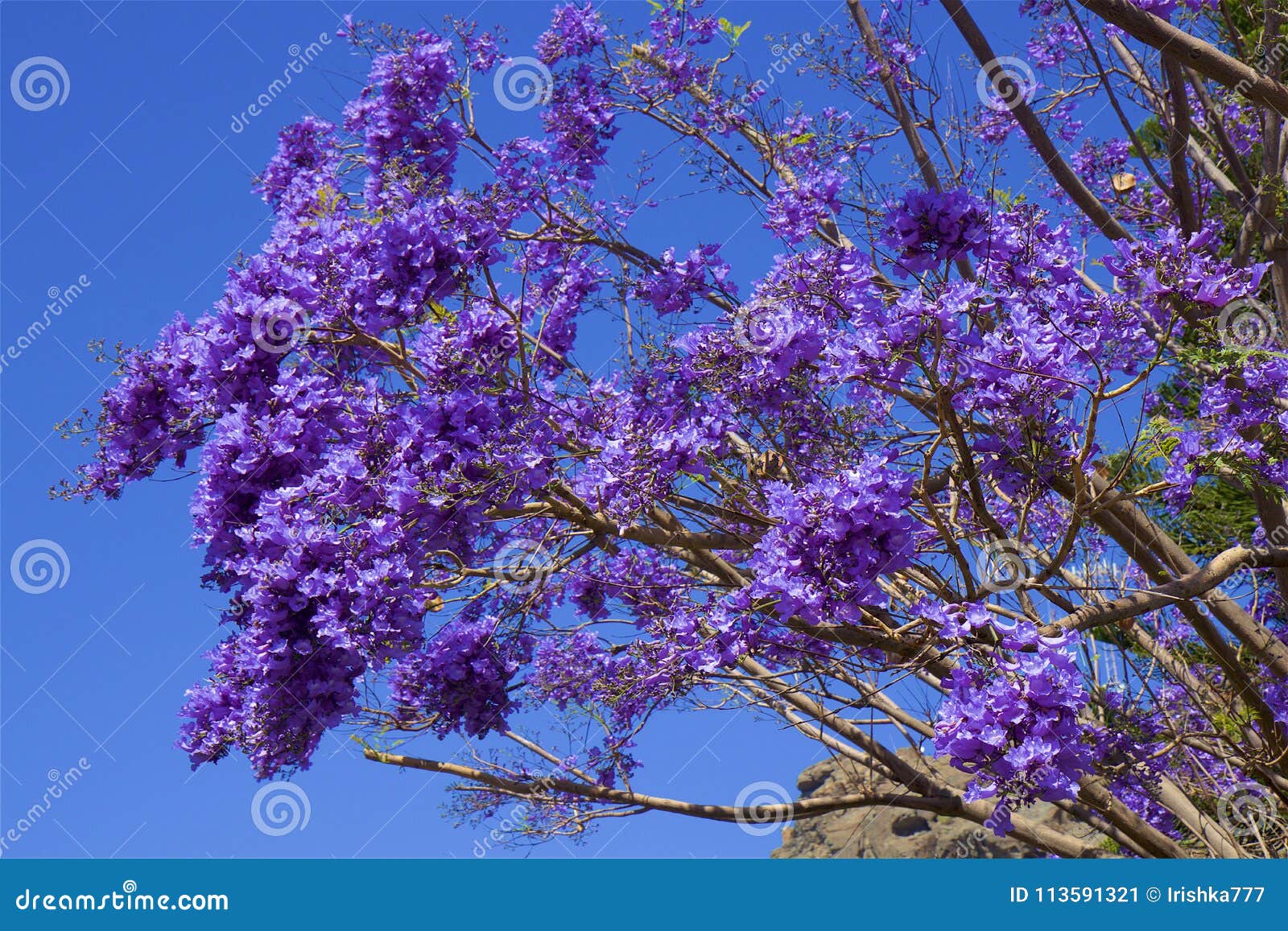 Jacaranda branch stock image. Image of canaries, lilac - 113591321
