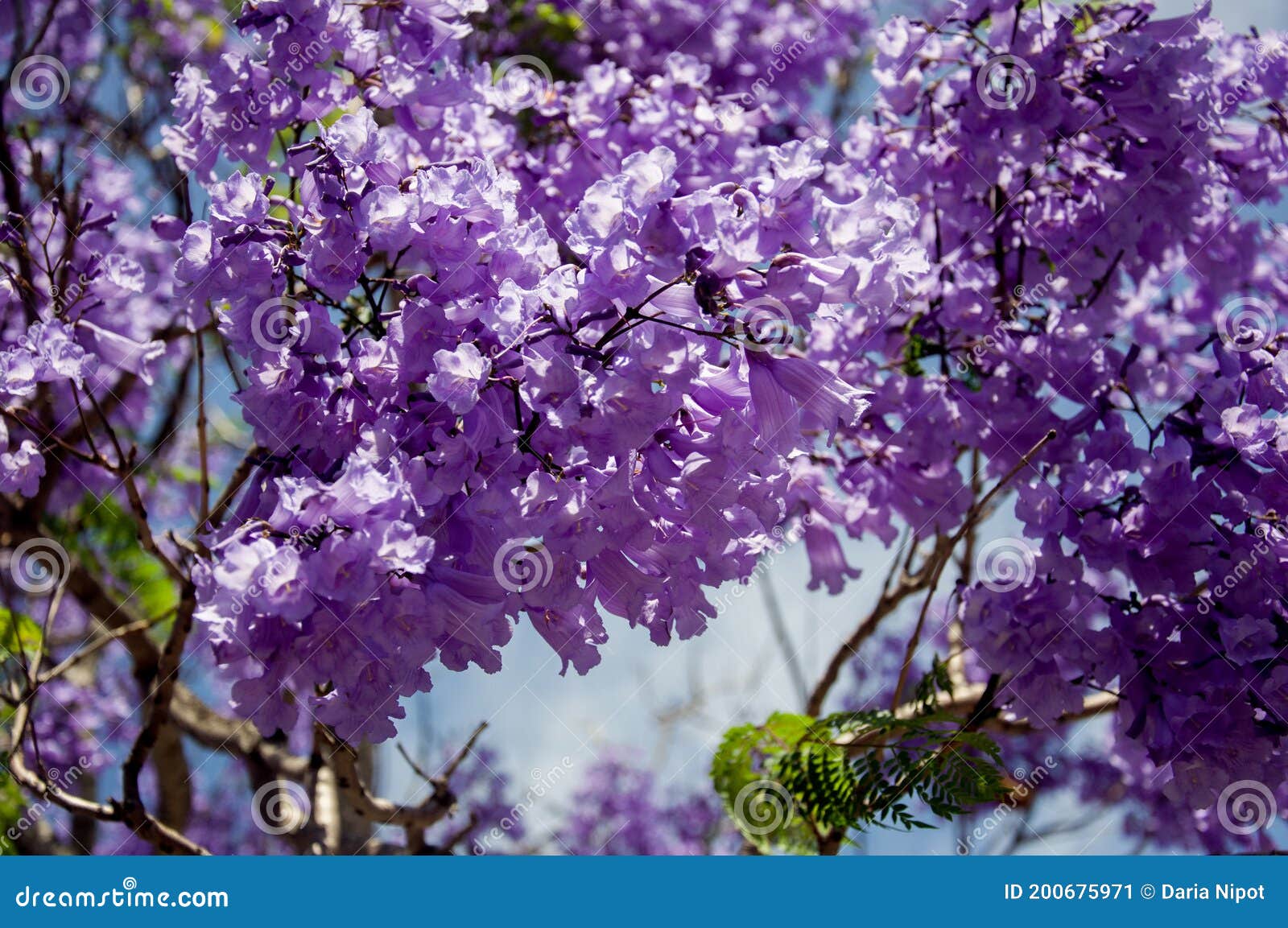 Jacaranda Em Plena Flor Com Belas Flores Roxas Imagem de Stock - Imagem ...