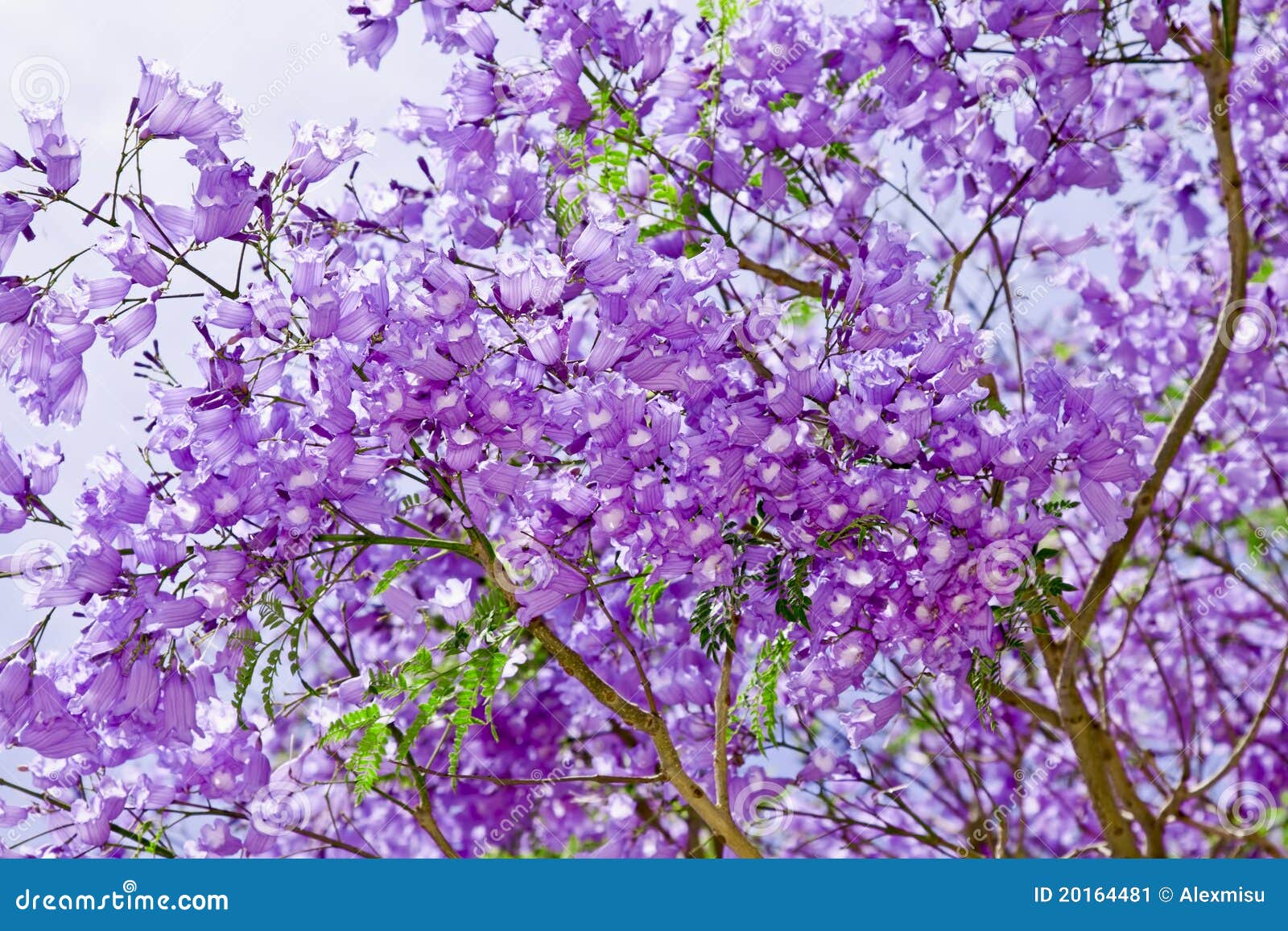 Jacaranda flowers stock image. Image of isolated, purple - 20164481