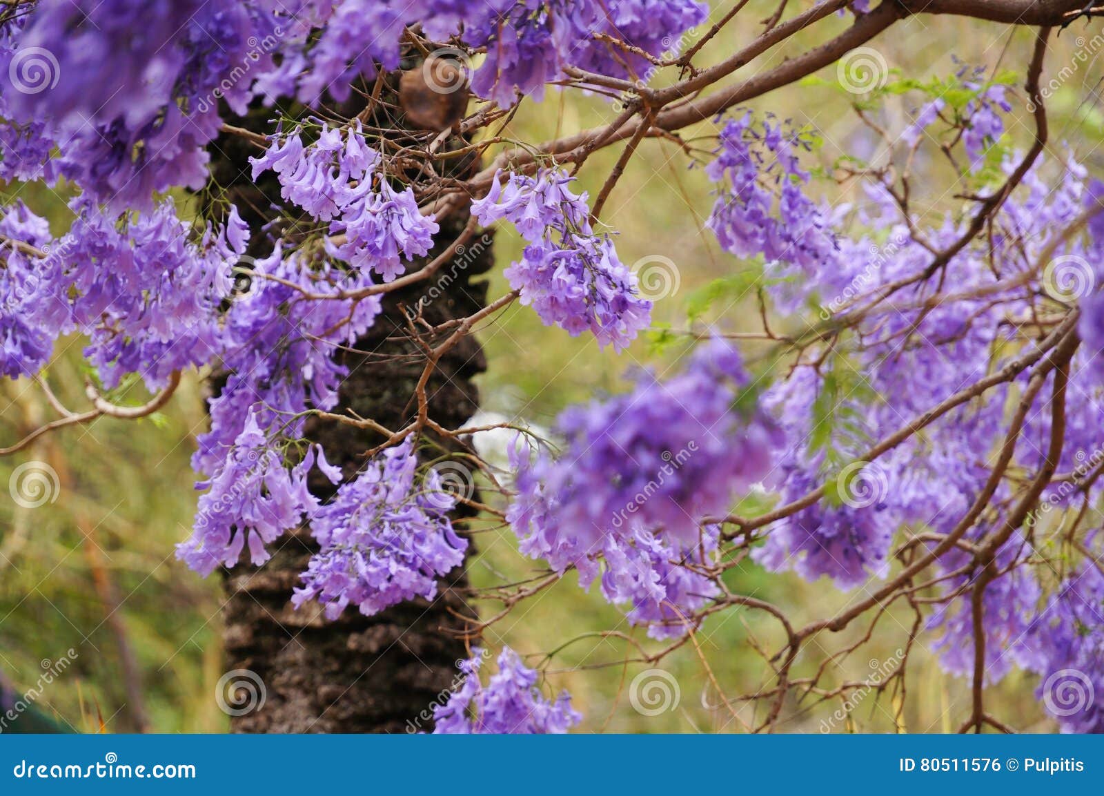 Jacaranda Flowers in Spring,South Africa. Stock Photo - Image of ...