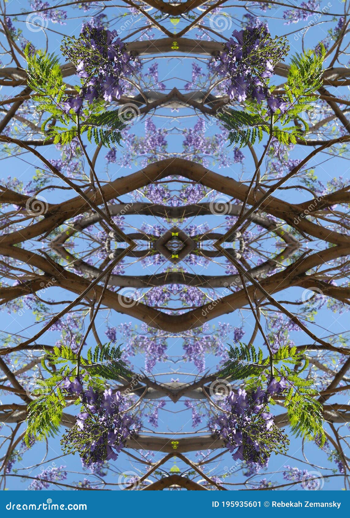 Jacaranda Cartoons, Illustrations & Vector Stock Images - 126 Pictures ...