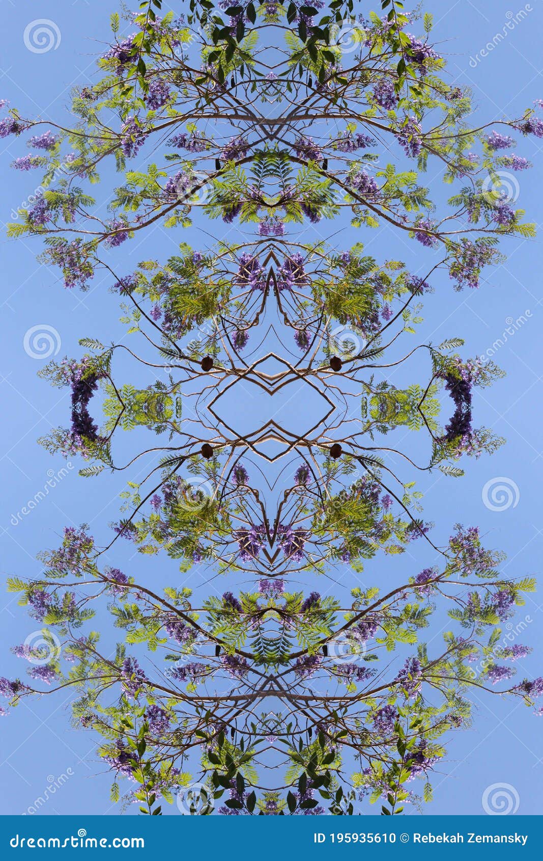 Jacaranda Blossom Tree Illustration Royalty-Free Cartoon ...