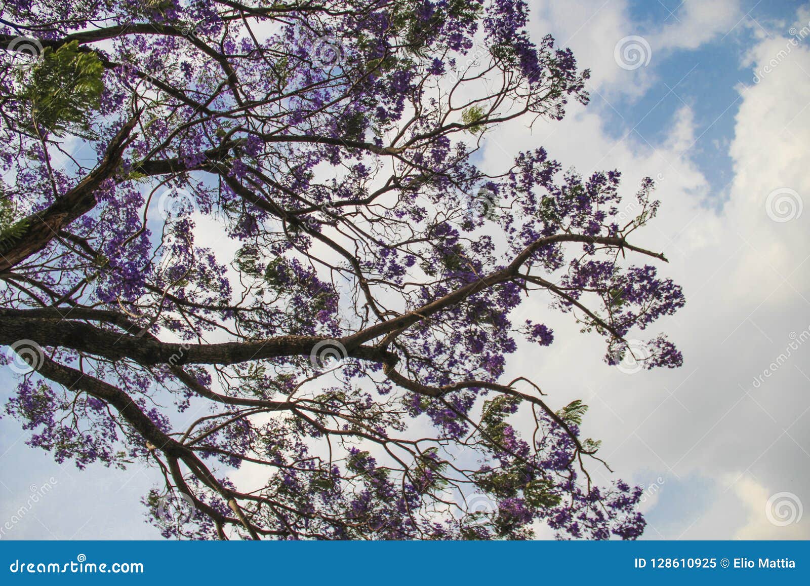 Jacaranda in Full Bloom, India Stock Image - Image of blue, purple ...