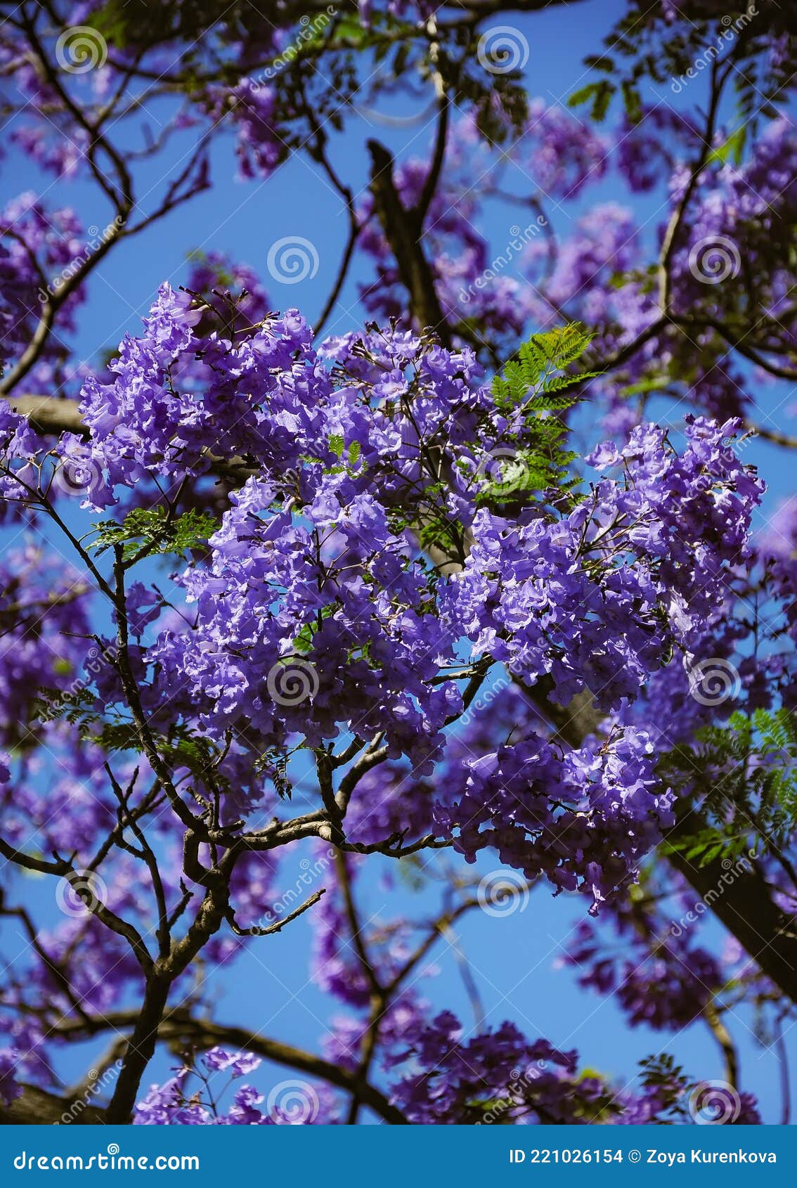 Jacaranda in the Royal Botanic Gardens Melbourne Stock Photo - Image of ...