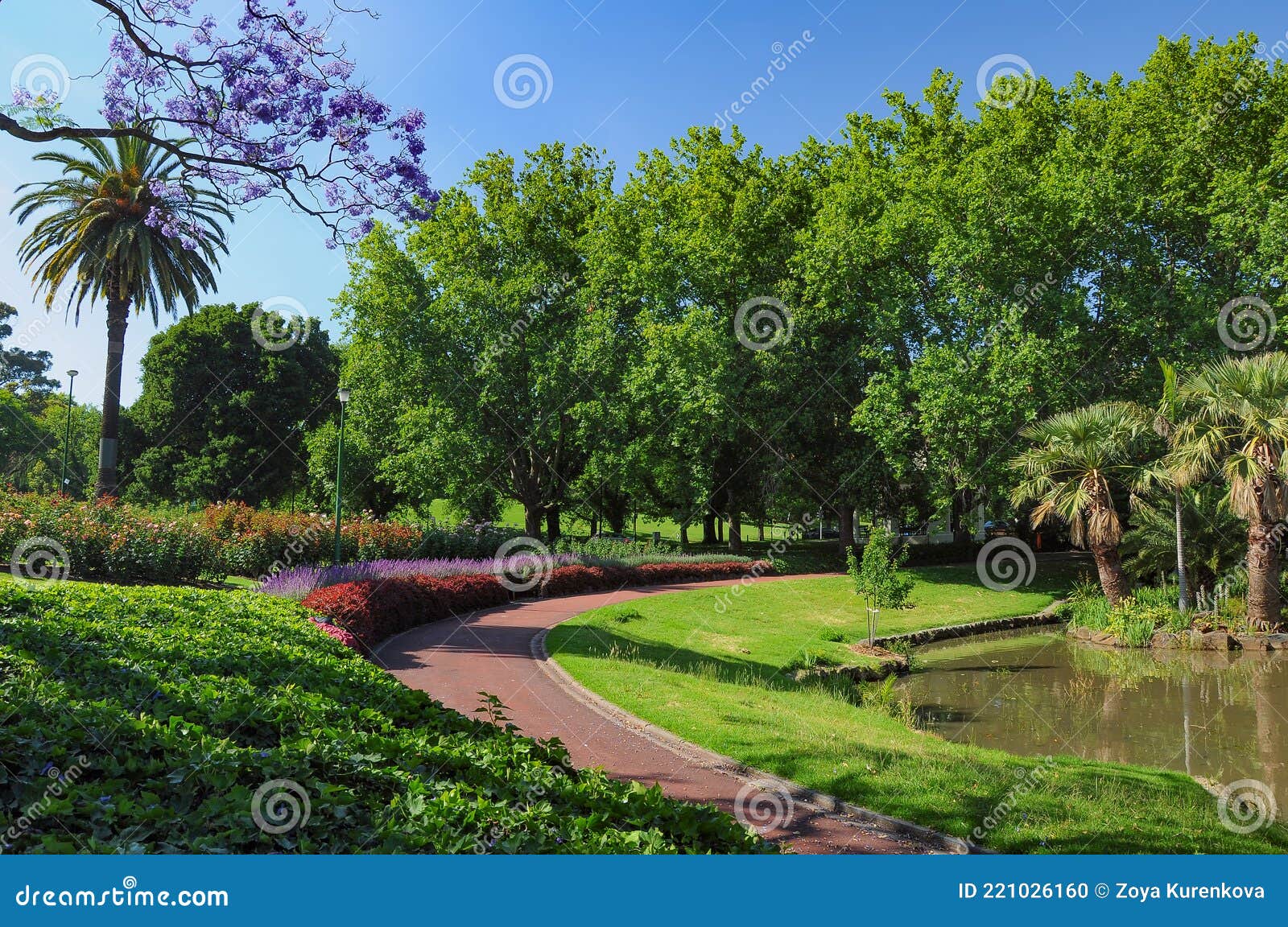 Jacaranda in the Royal Botanic Gardens Melbourne Stock Photo - Image of ...