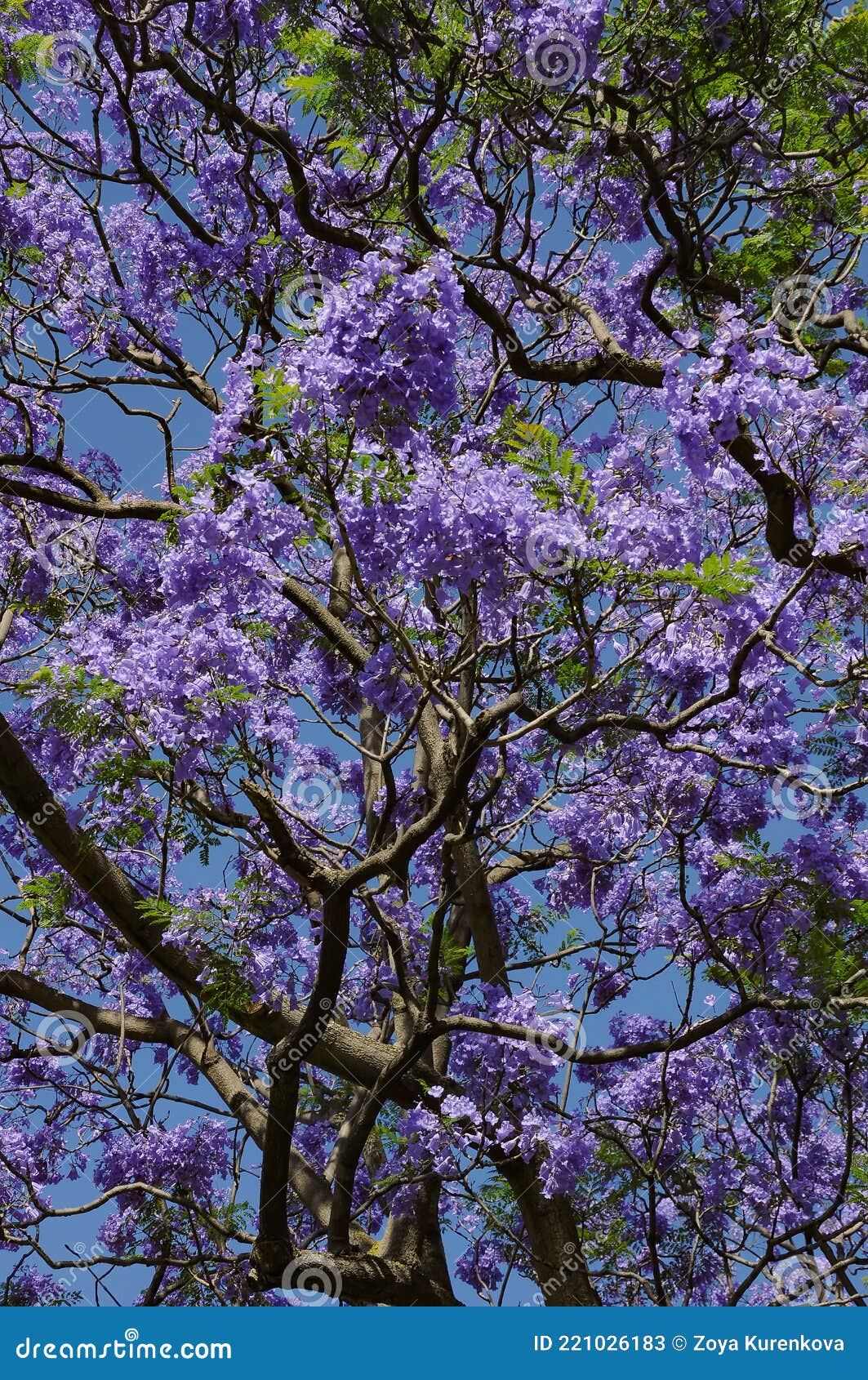 Jacaranda in the Royal Botanic Gardens Melbourne Stock Image - Image of ...