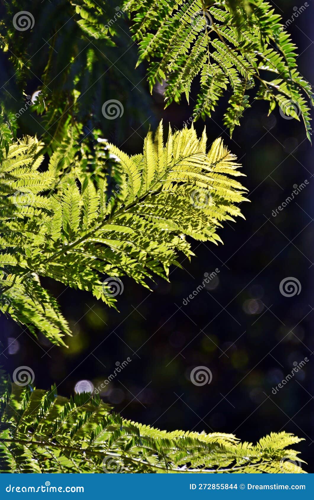 Jacaranda Leaves in Sunlight Stock Photo - Image of close, plant: 272855844