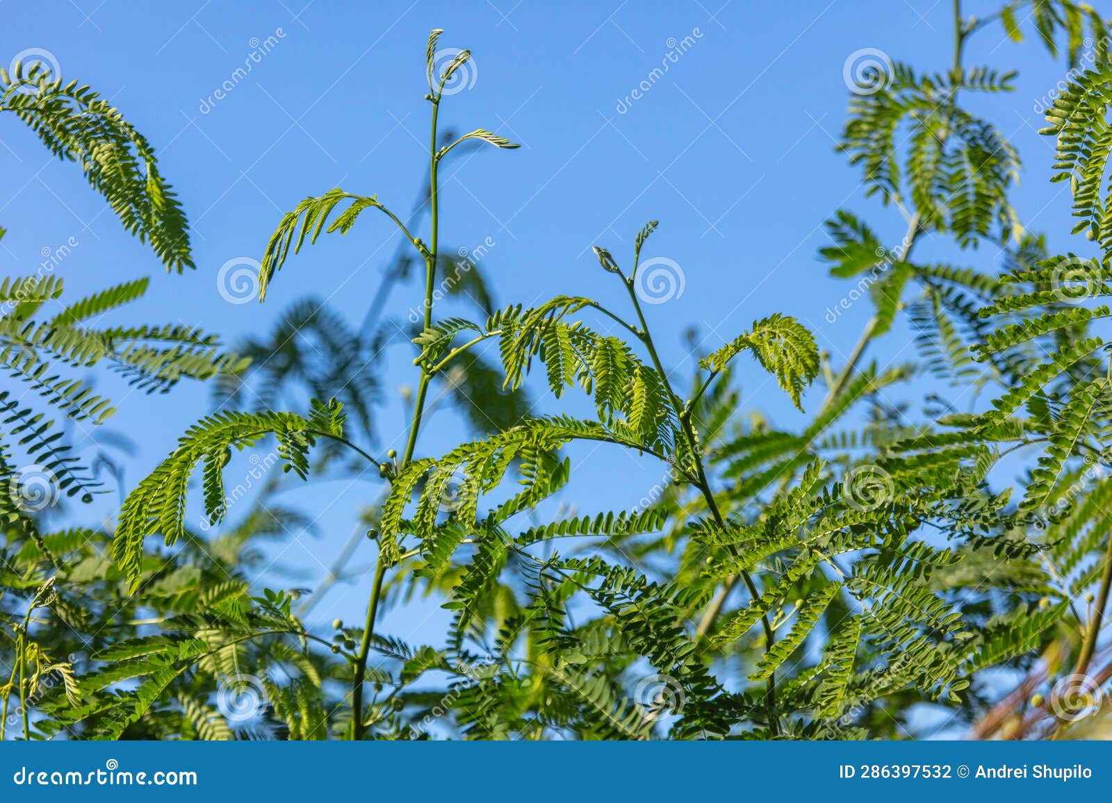 Jacaranda Leaves on Tree Branches. Nature Stock Photo - Image of ...