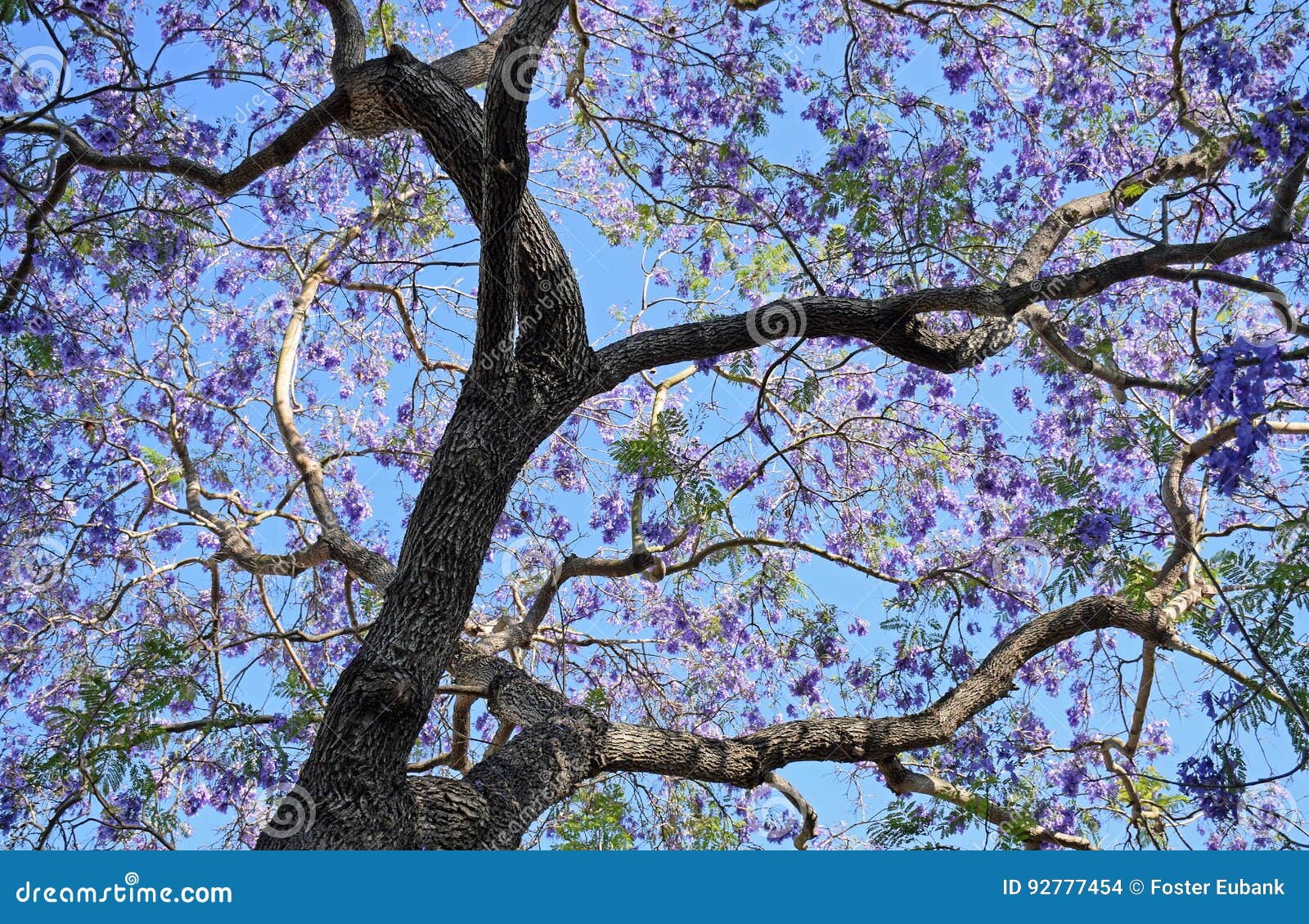 Jacaranda Mimosifolia Baum, Stockfoto - Bild von zweig, palisander: 92777454