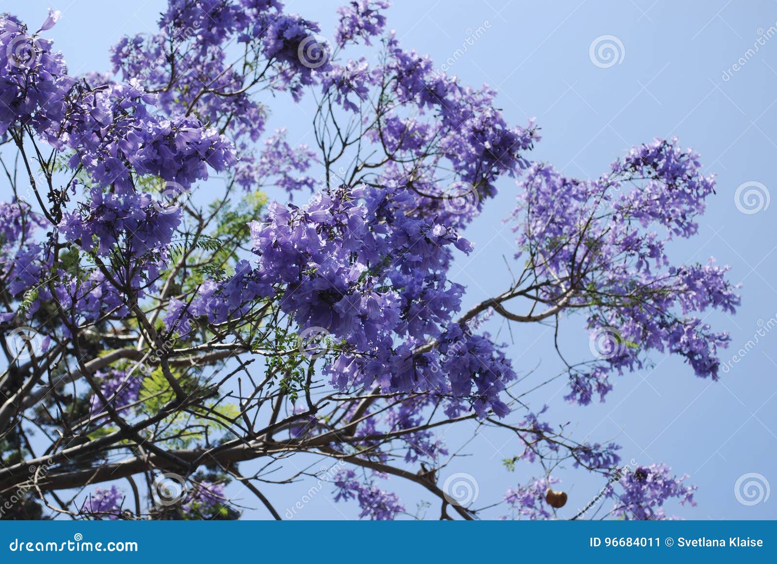 Jacaranda Mimosifolia Bark Close Up Royalty-Free Stock Photo ...