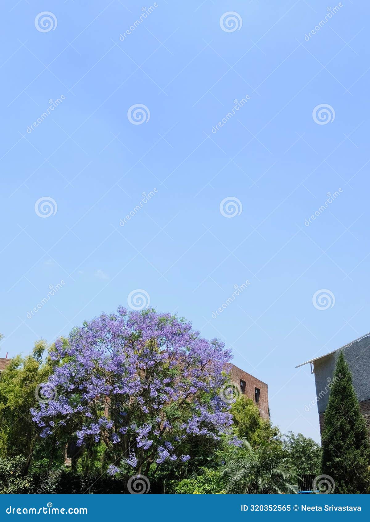 Jacaranda Mimosifolia Blue Sub-tropical Tree Native Stock Image - Image ...