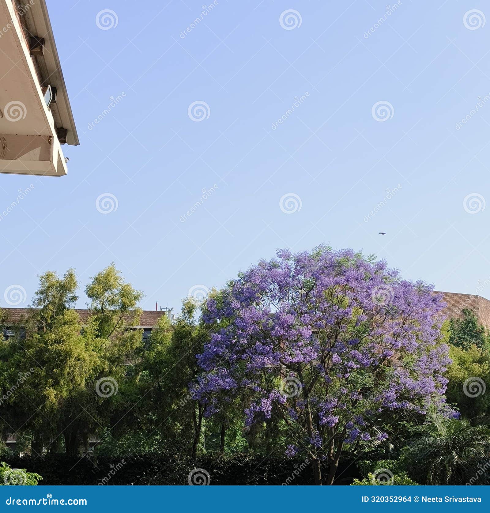 Jacaranda Mimosifolia Blue Sub-tropical Tree Native Stock Photo - Image ...