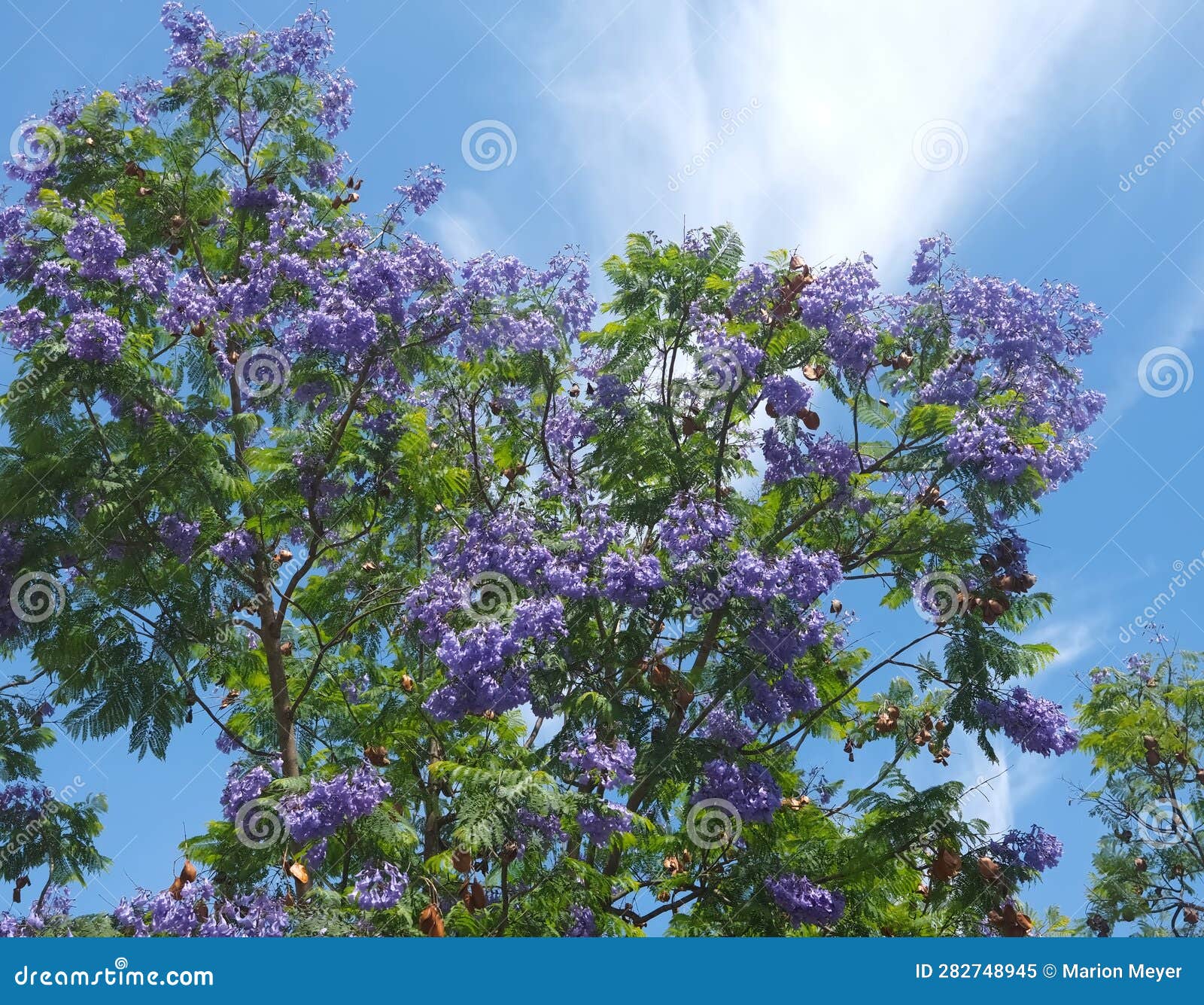 Jacaranda Mimosifolia Florescente Roxa Com Frutos Imagem de Stock ...