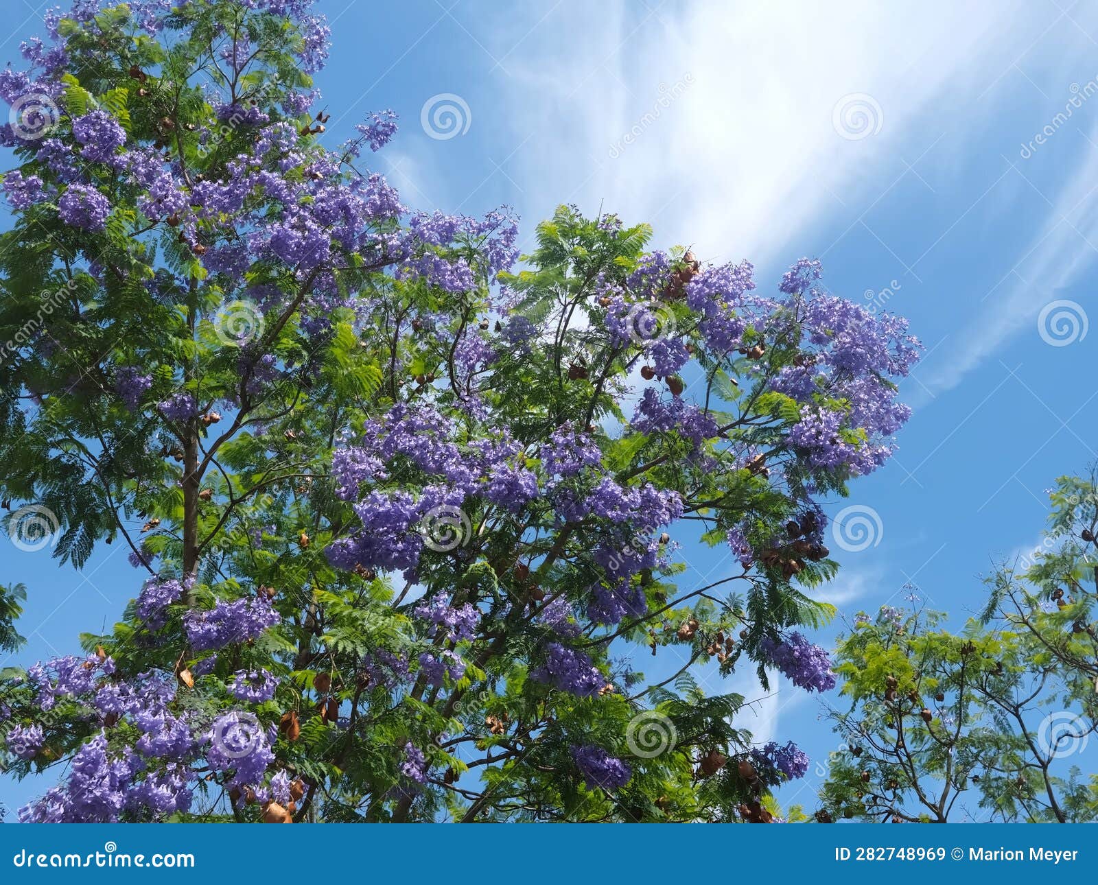 Jacaranda Mimosifolia Florescente Roxa Com Frutos Imagem de Stock ...