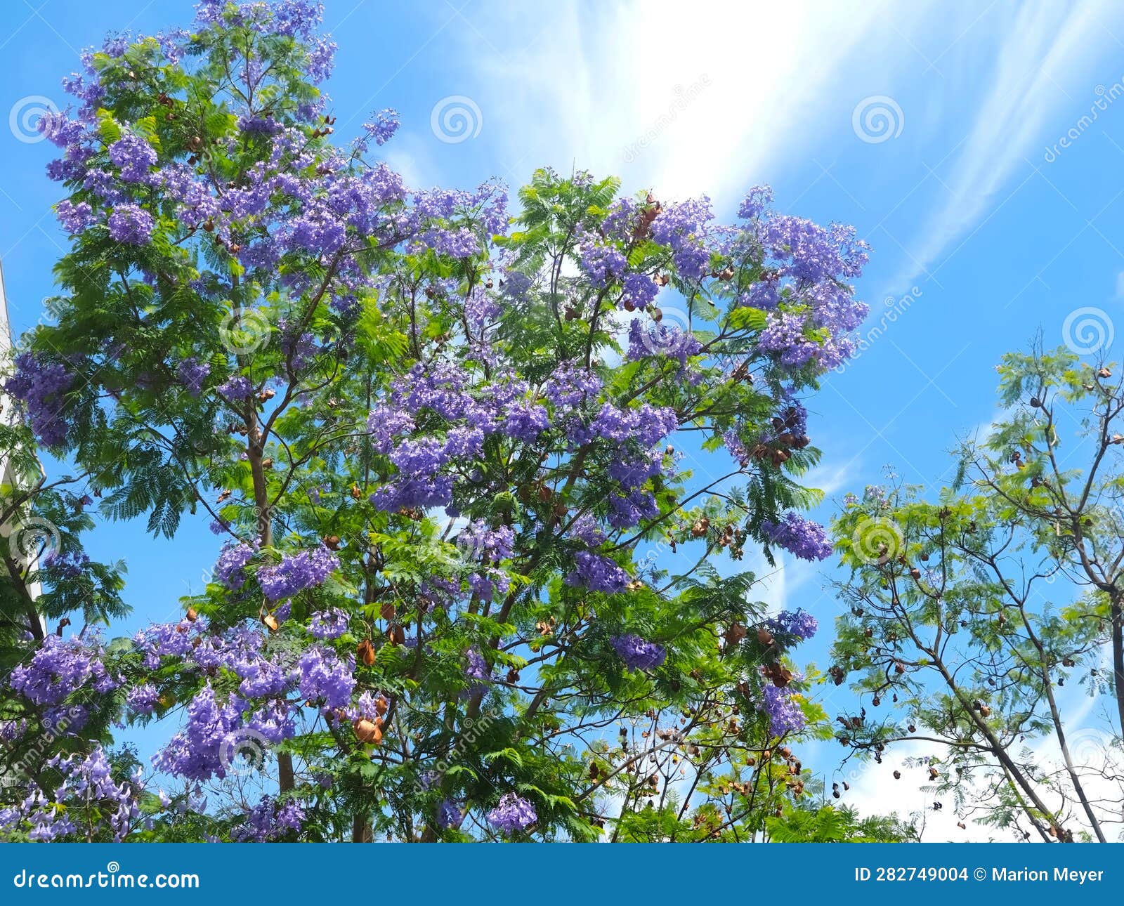 Jacaranda Mimosifolia Florescente Roxa Com Frutos Foto de Stock ...