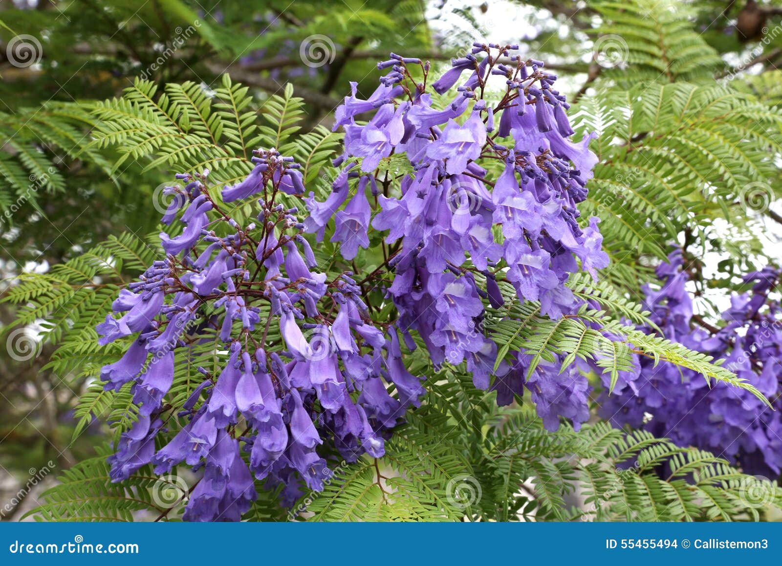 Jacaranda Mimosifolia Flowers Stock Photo - Image of mimosifolia, seasonal: 55455494
