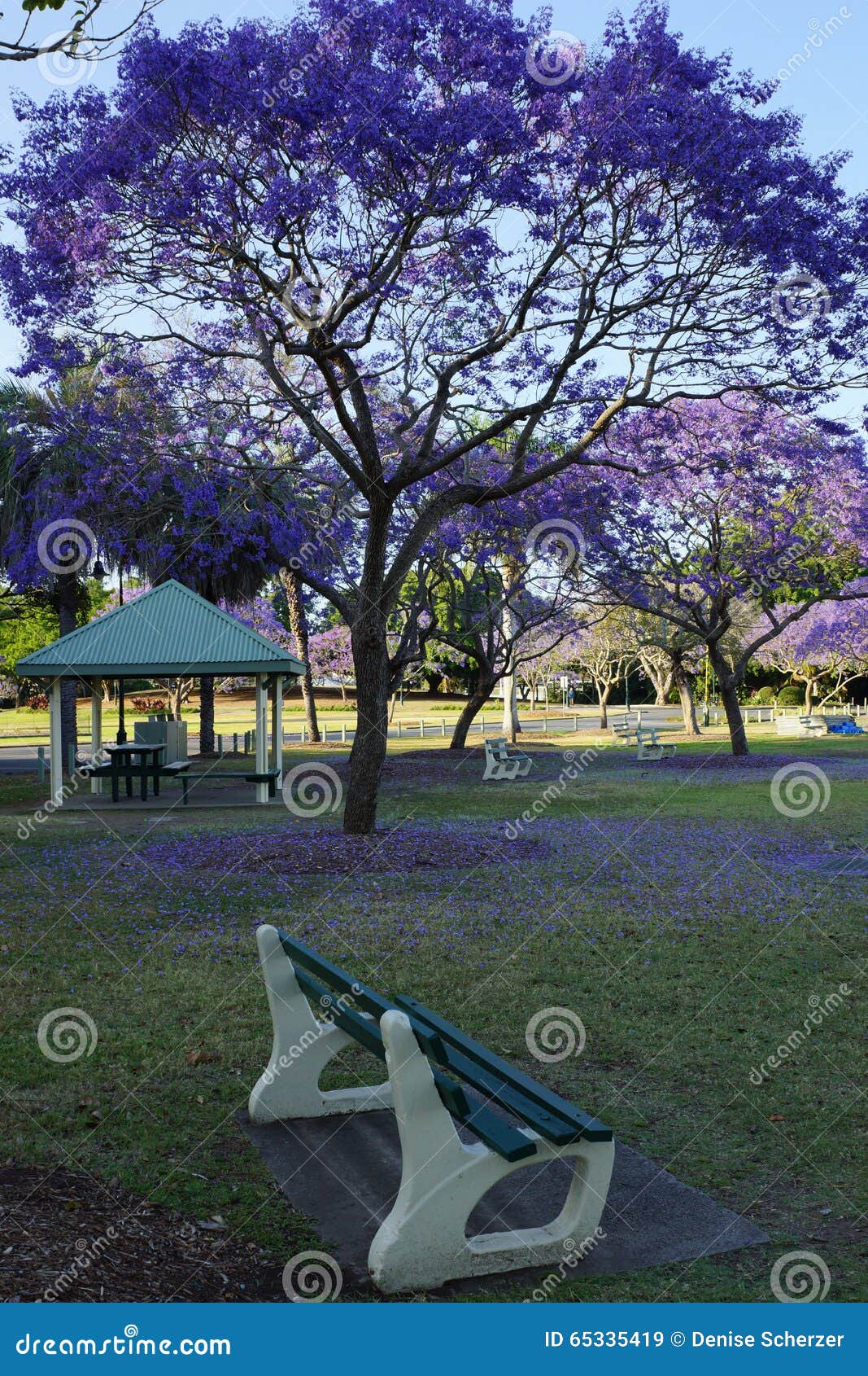 Jacaranda Park stock image. Image of subtropical, outdoors - 65335419