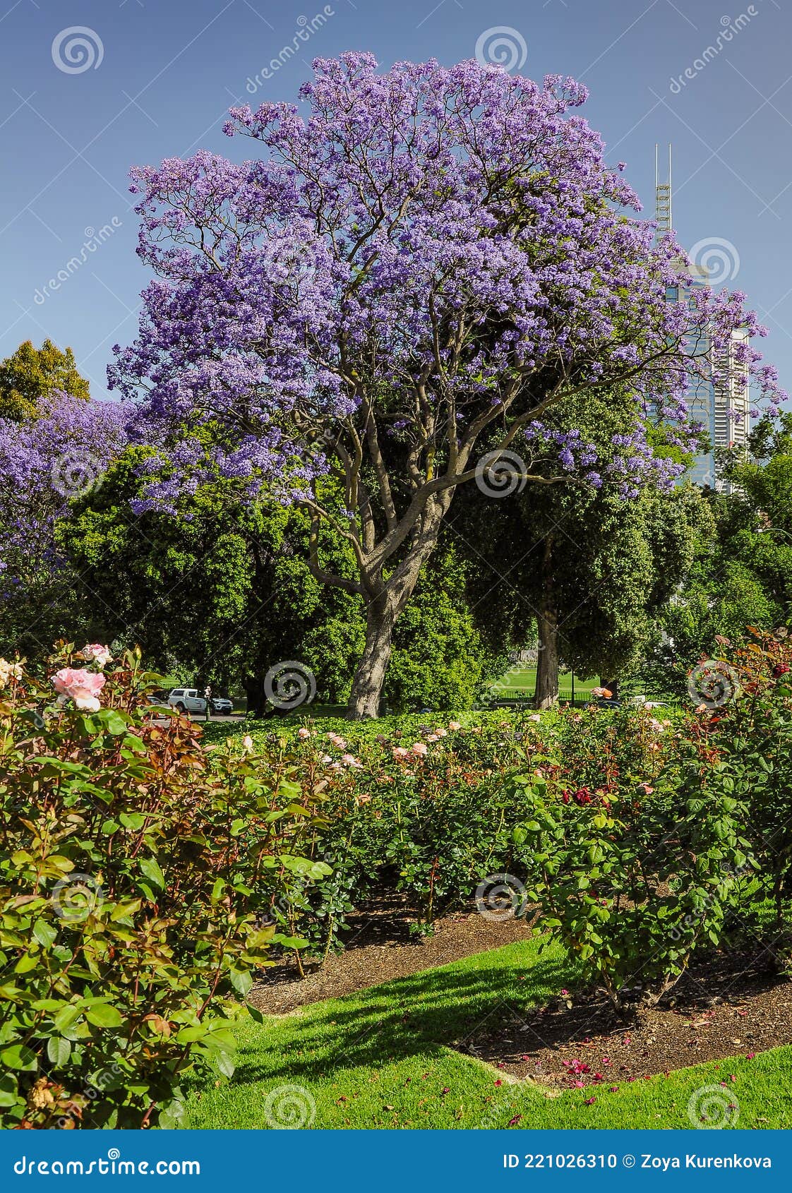 Jacaranda in the Royal Botanic Gardens Melbourne. Stock Photo - Image ...
