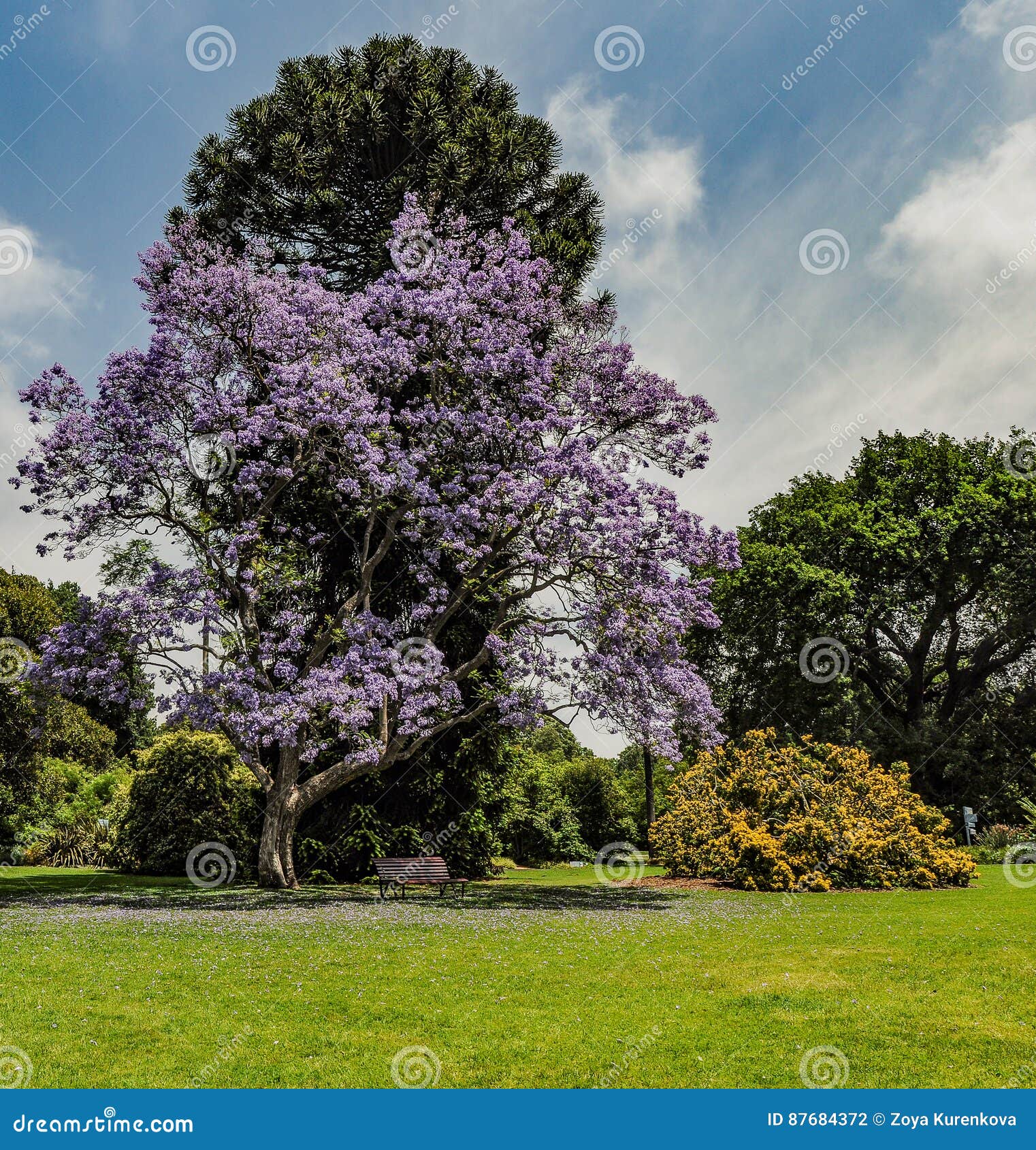 Jacaranda stock photo. Image of valuable, species, australia - 87684372