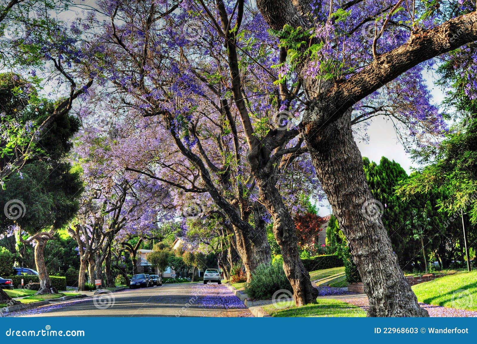 Jacaranda Season stock image. Image of purple, spring - 22968603