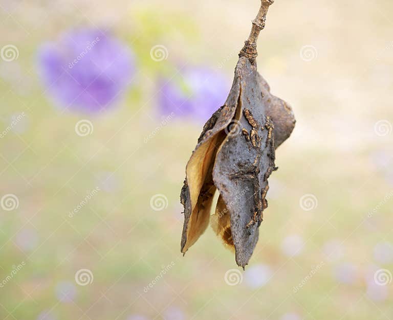 Jacaranda seed pod stock photo. Image of springtime, single - 46896728