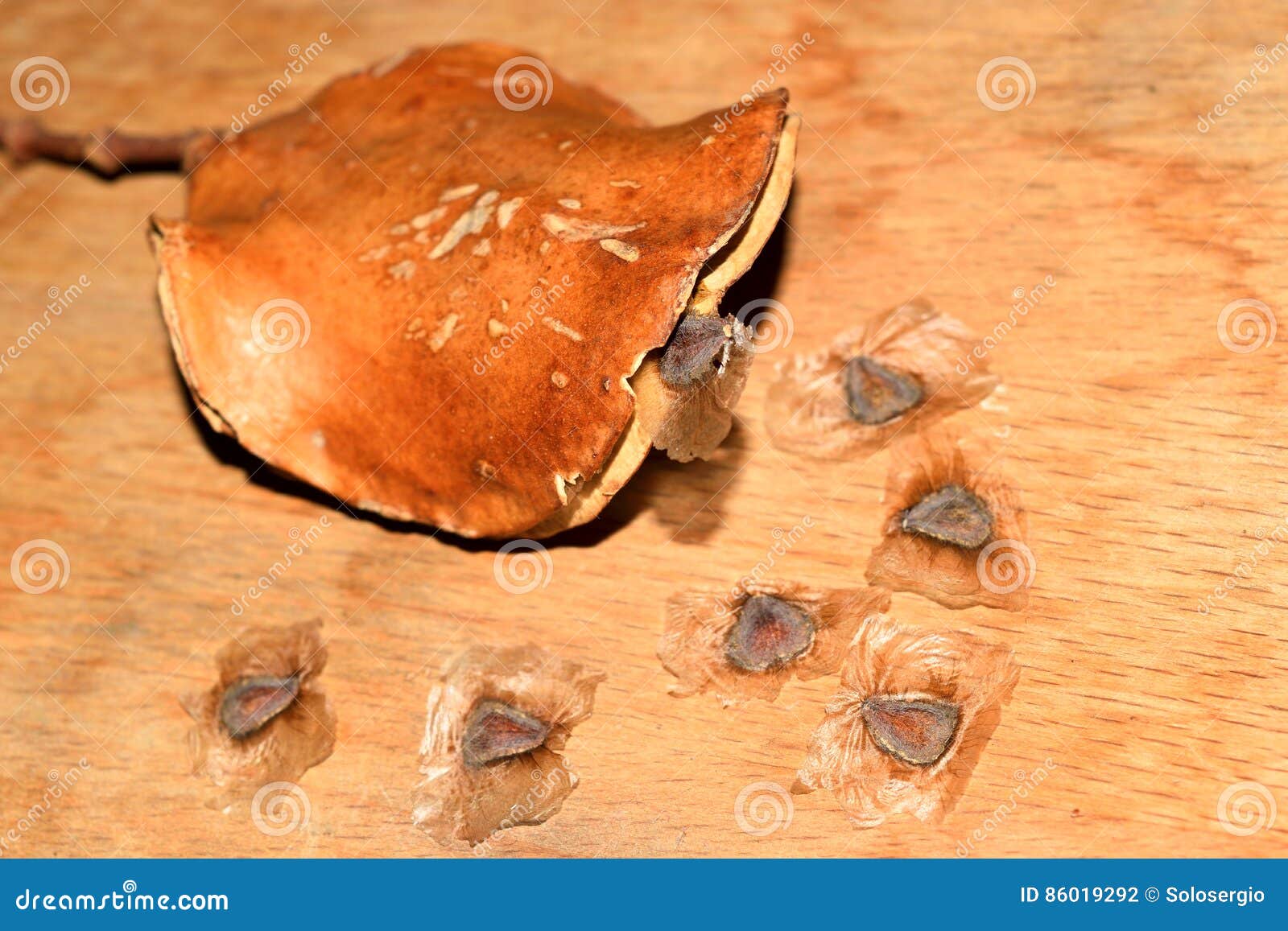 Jacaranda seeds stock photo. Image of nature, foliage - 86019292