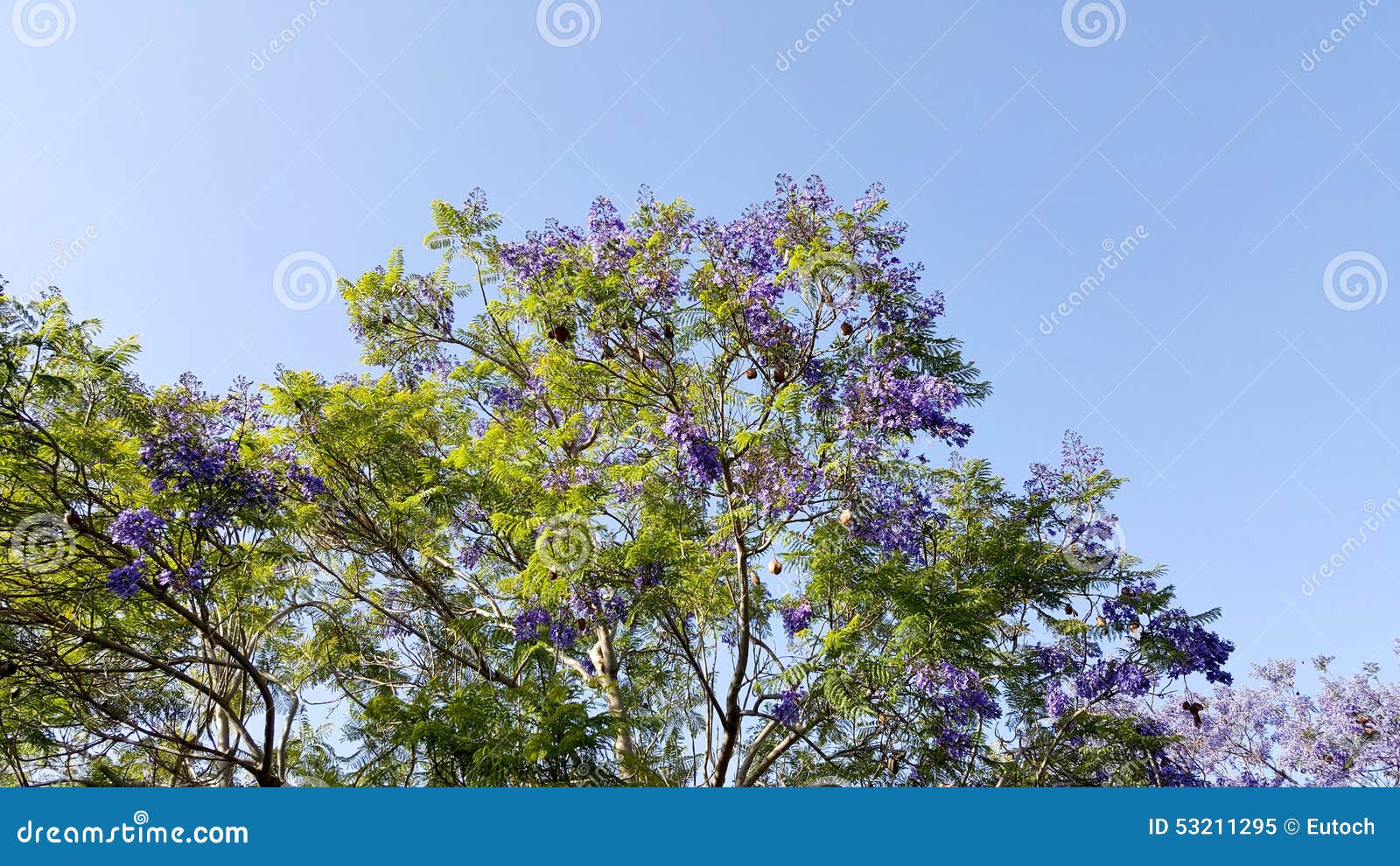 Jacaranda Spring Crown stock image. Image of garden, purple - 53211295
