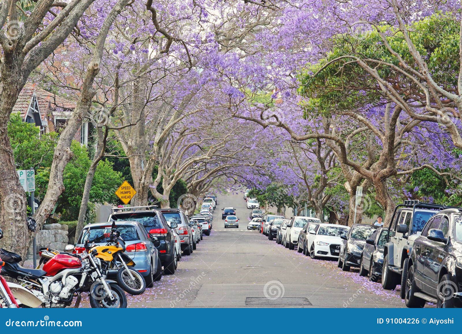 Jacaranda street editorial photo. Image of bloom, parked - 91004226