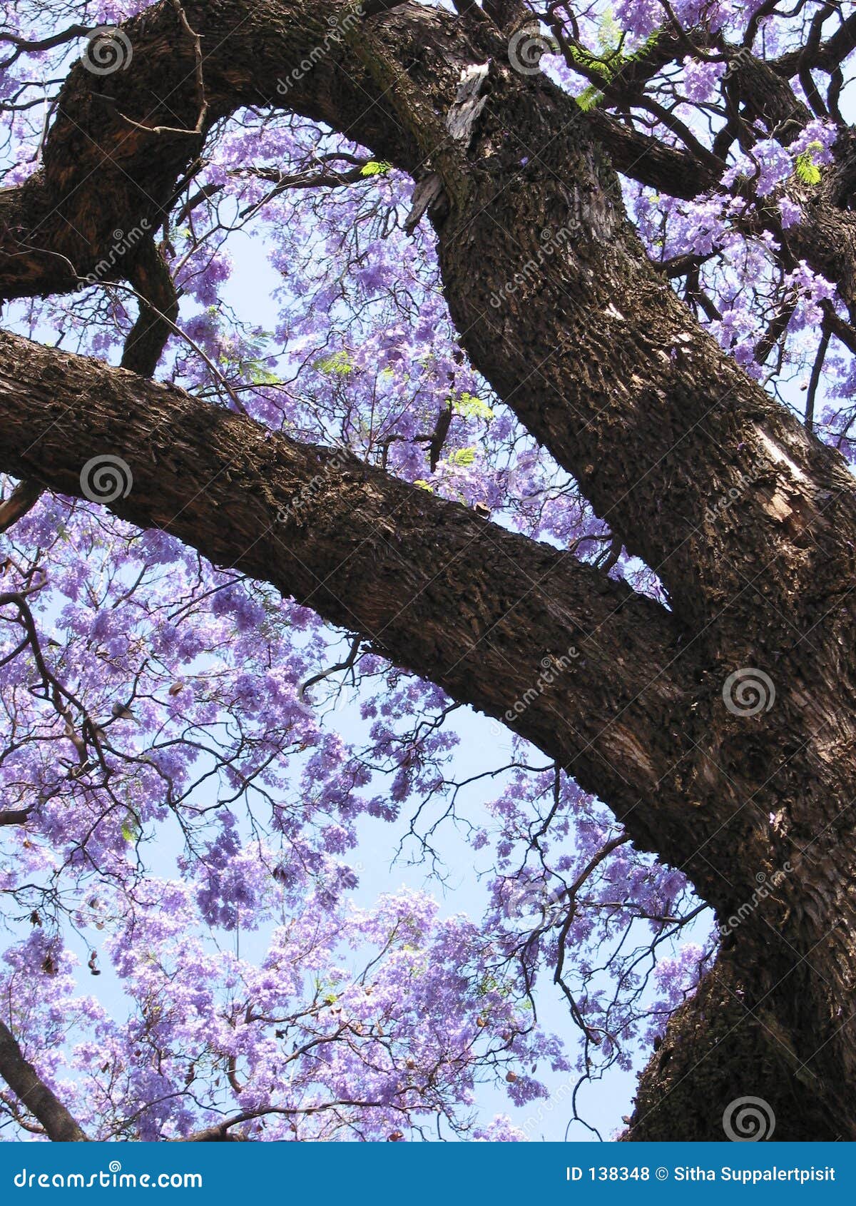 Jacaranda tree stock photo. Image of trunk, violet, tree - 138348